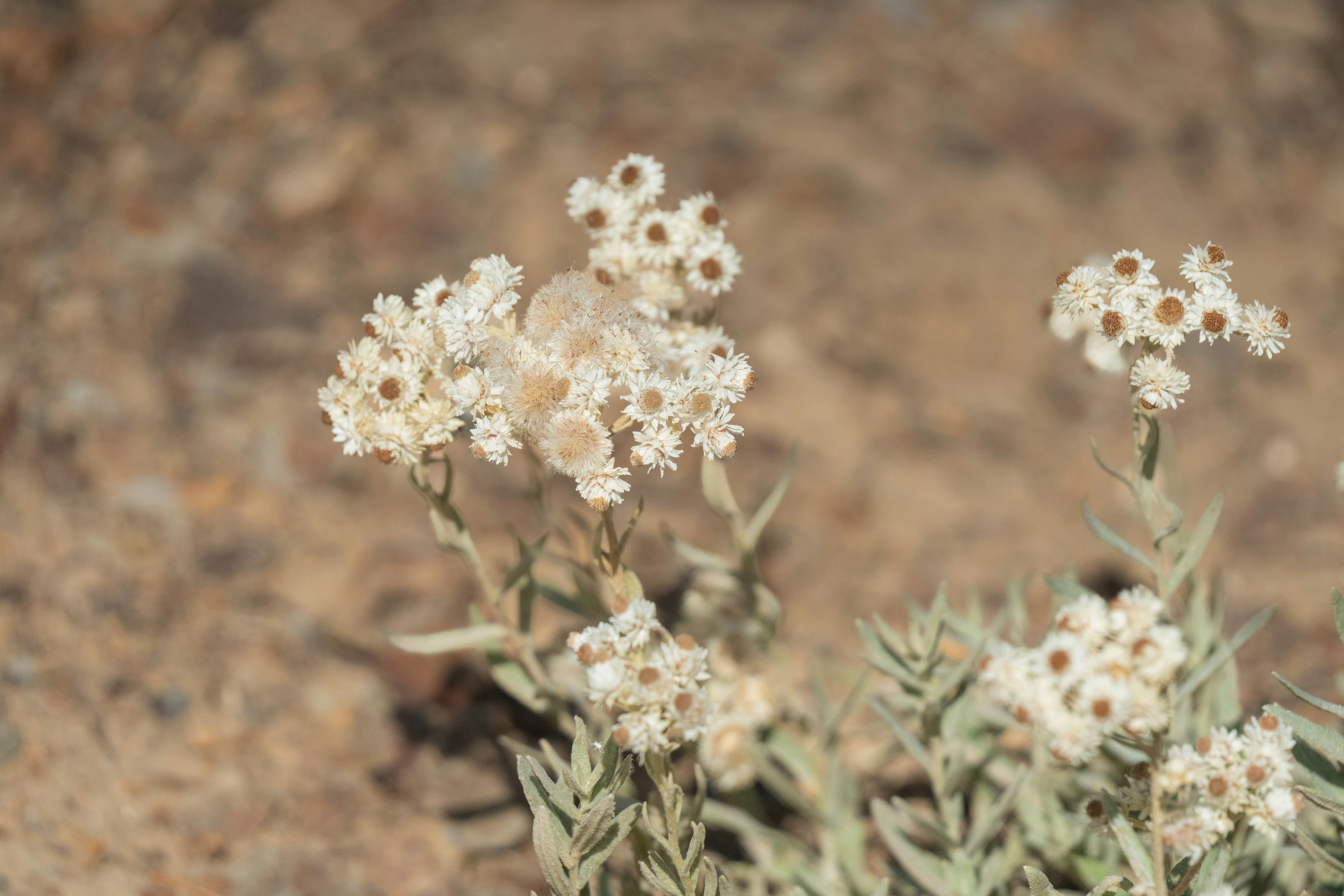 Desert Bloom: A Cluster of White Daisies Reaching Toward the Sun