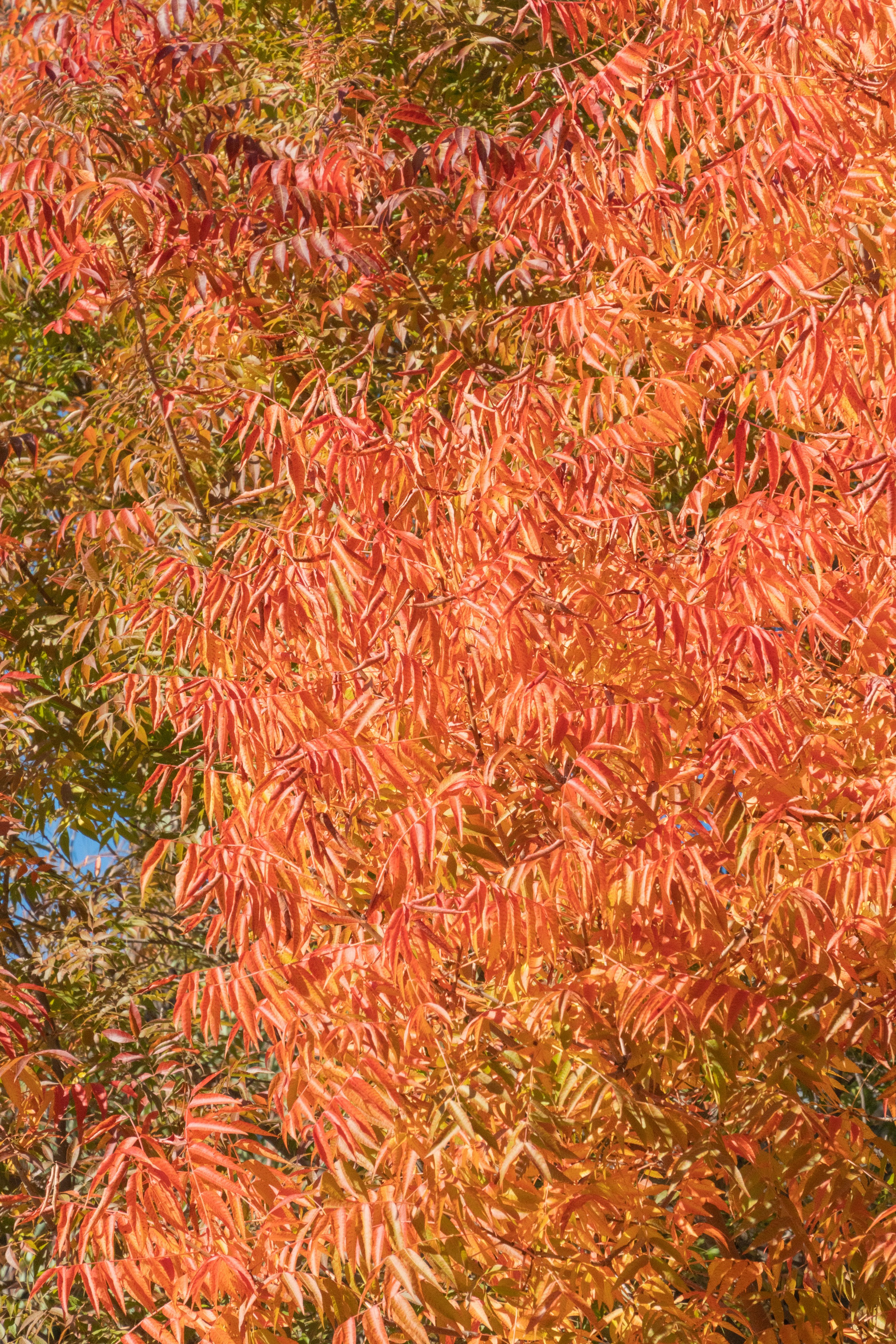 Autumn Ember: A Wall of Crimson Leaves