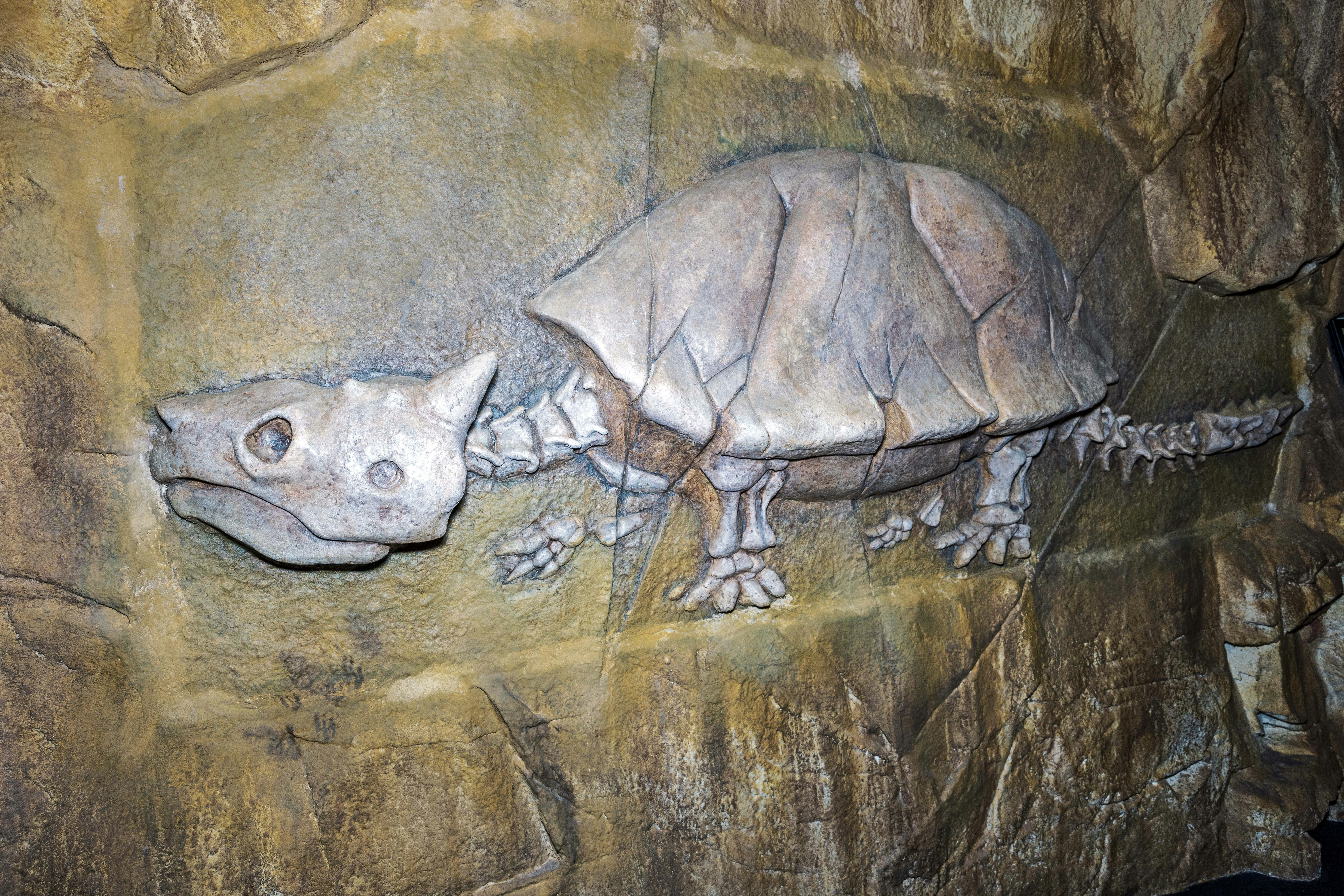 Carved Shelled Reptile on Cavern Wall