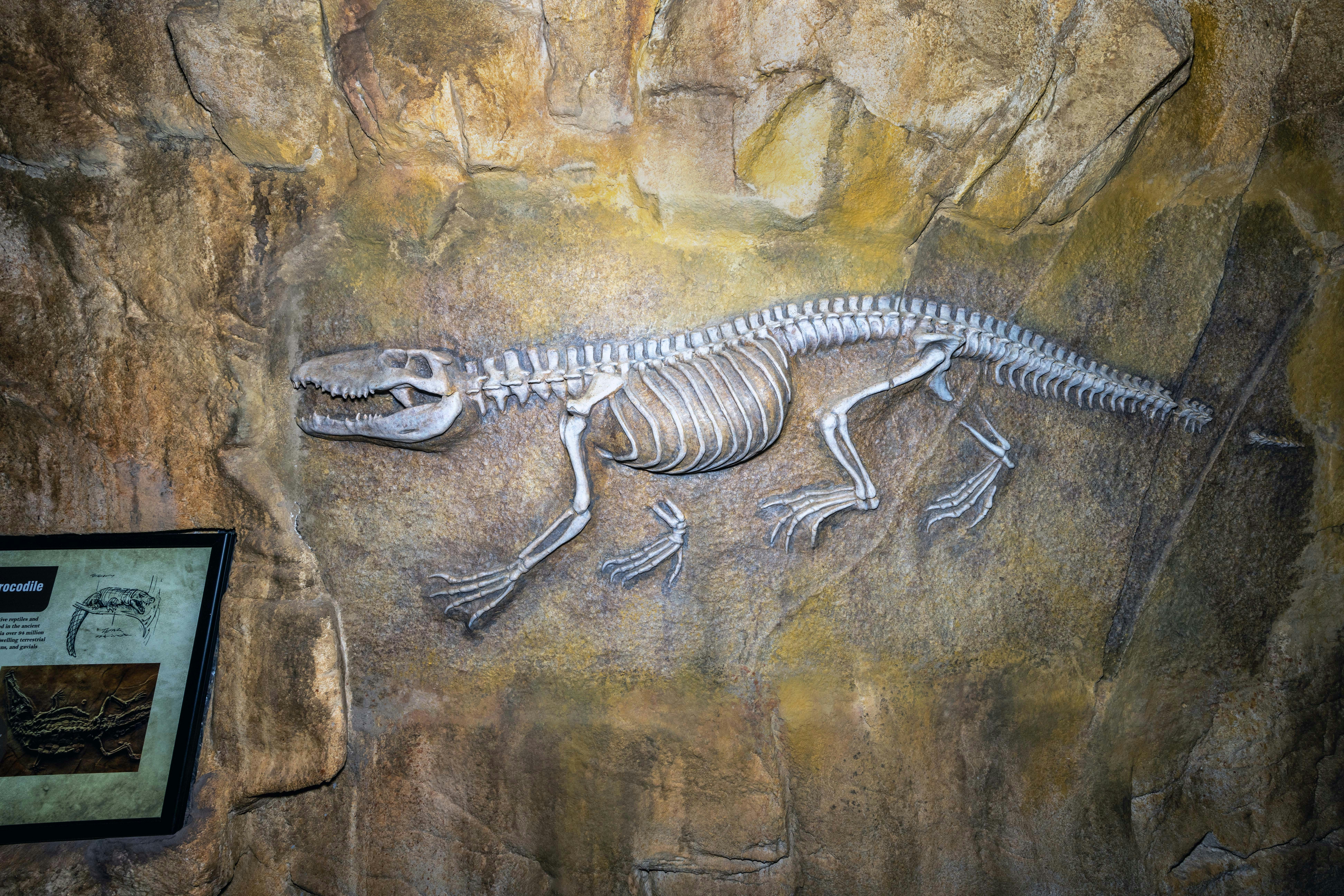 Skeletal Giant: A Tyrannosaurid fossil mounted on a rocky display