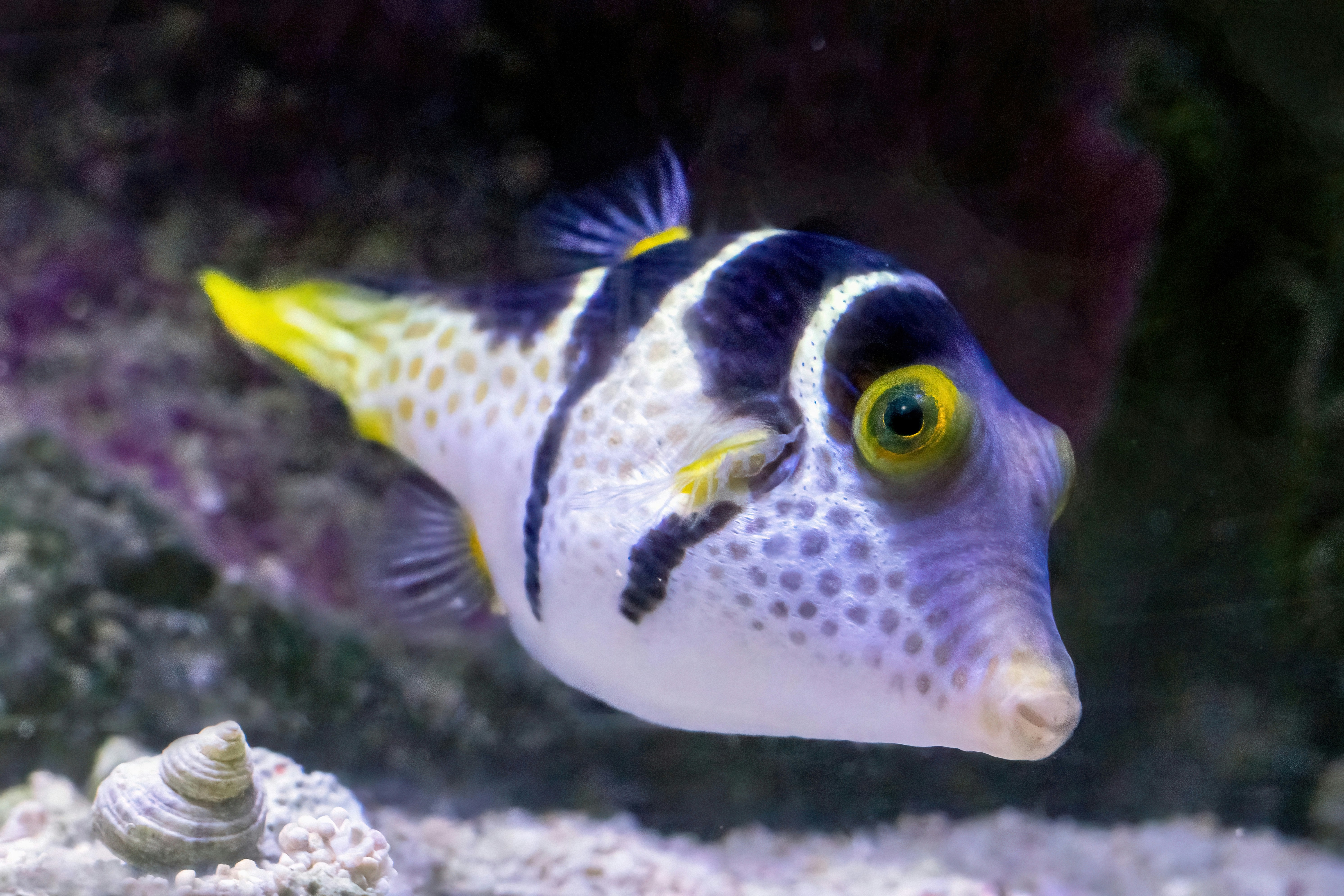 Colorful reef fish with distinctive dark stripes swims near the sandy bottom and shell debris in a dimly lit aquarium scene.