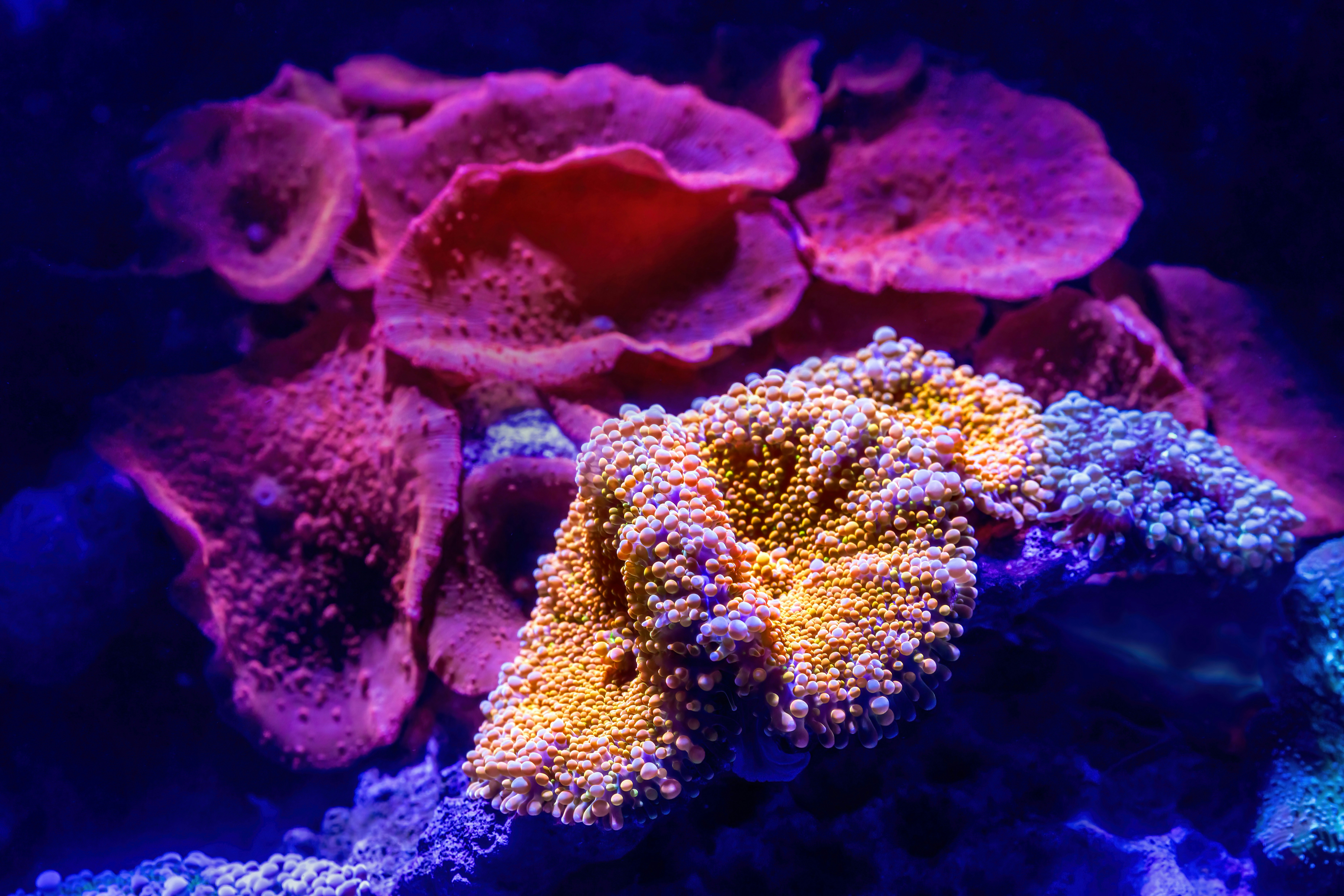 Luminous Coral Bloom Under Blue Depths