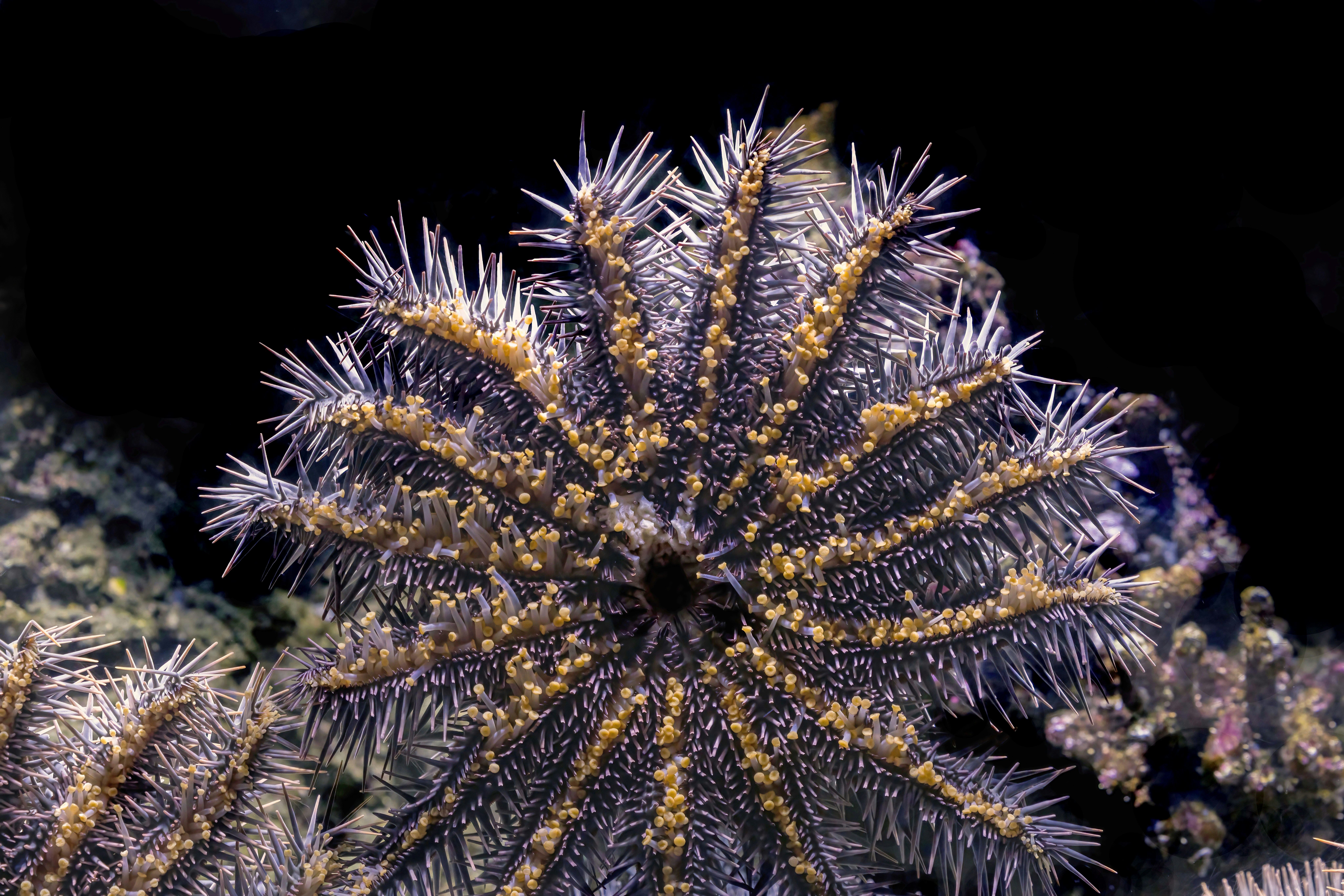 Spiky Star Coral Underwater Bloom