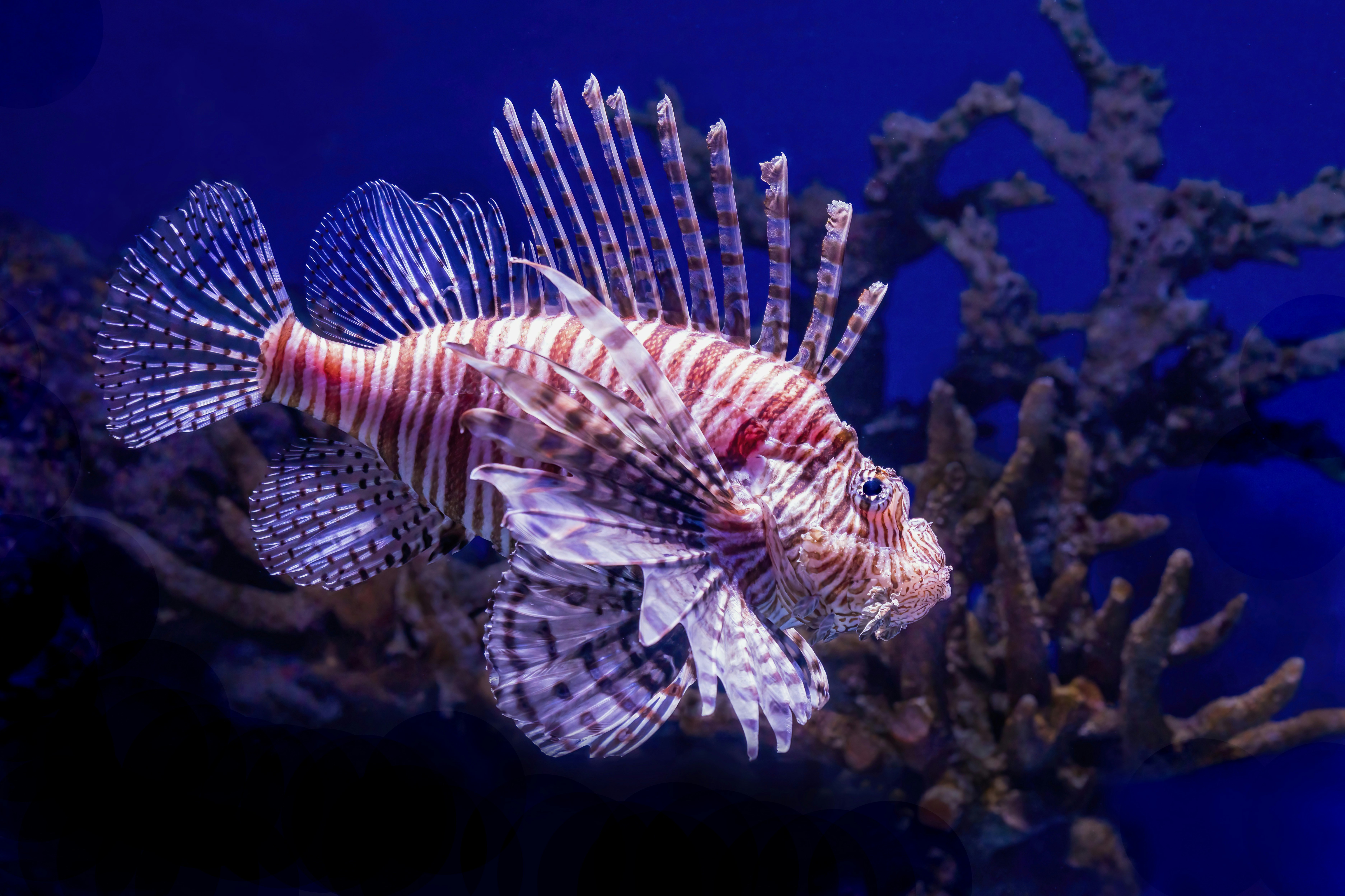 Venomous Beauty: A Lionfish Among Coral Spires
