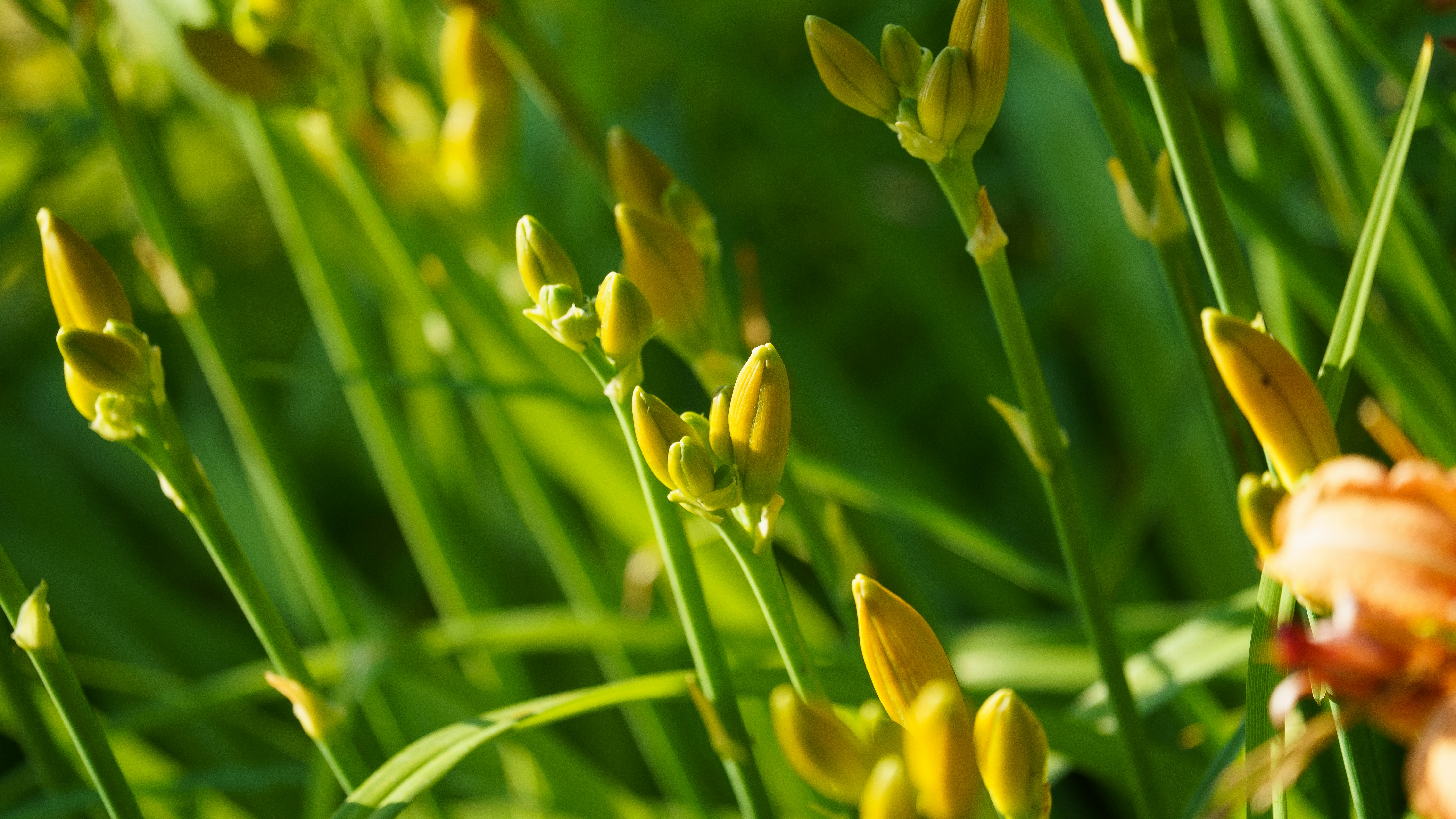 Juvenile yellow buds reaching toward sunlight amid green stalks