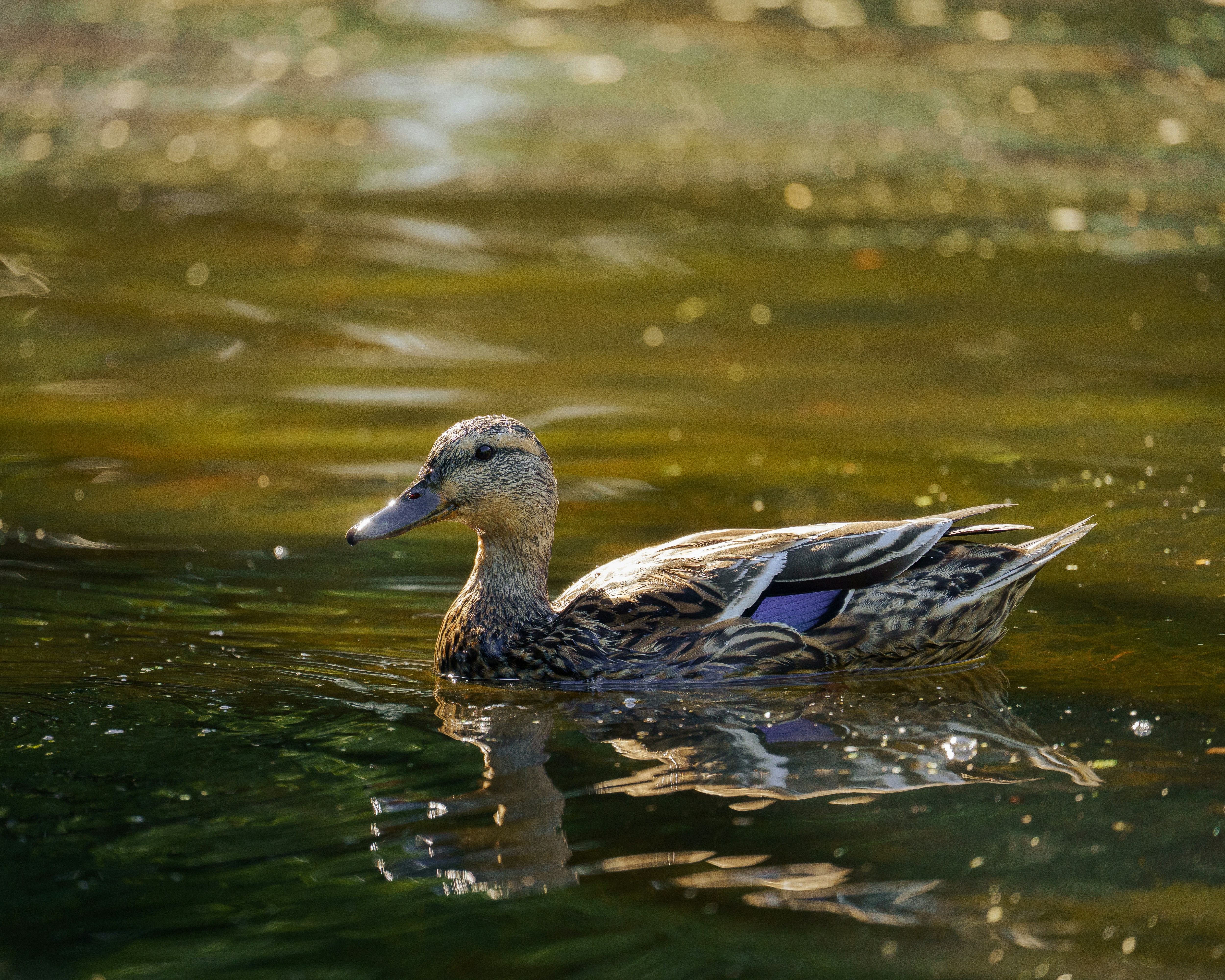 Eye of the Duck: A Quiet Moment on Dappled Water