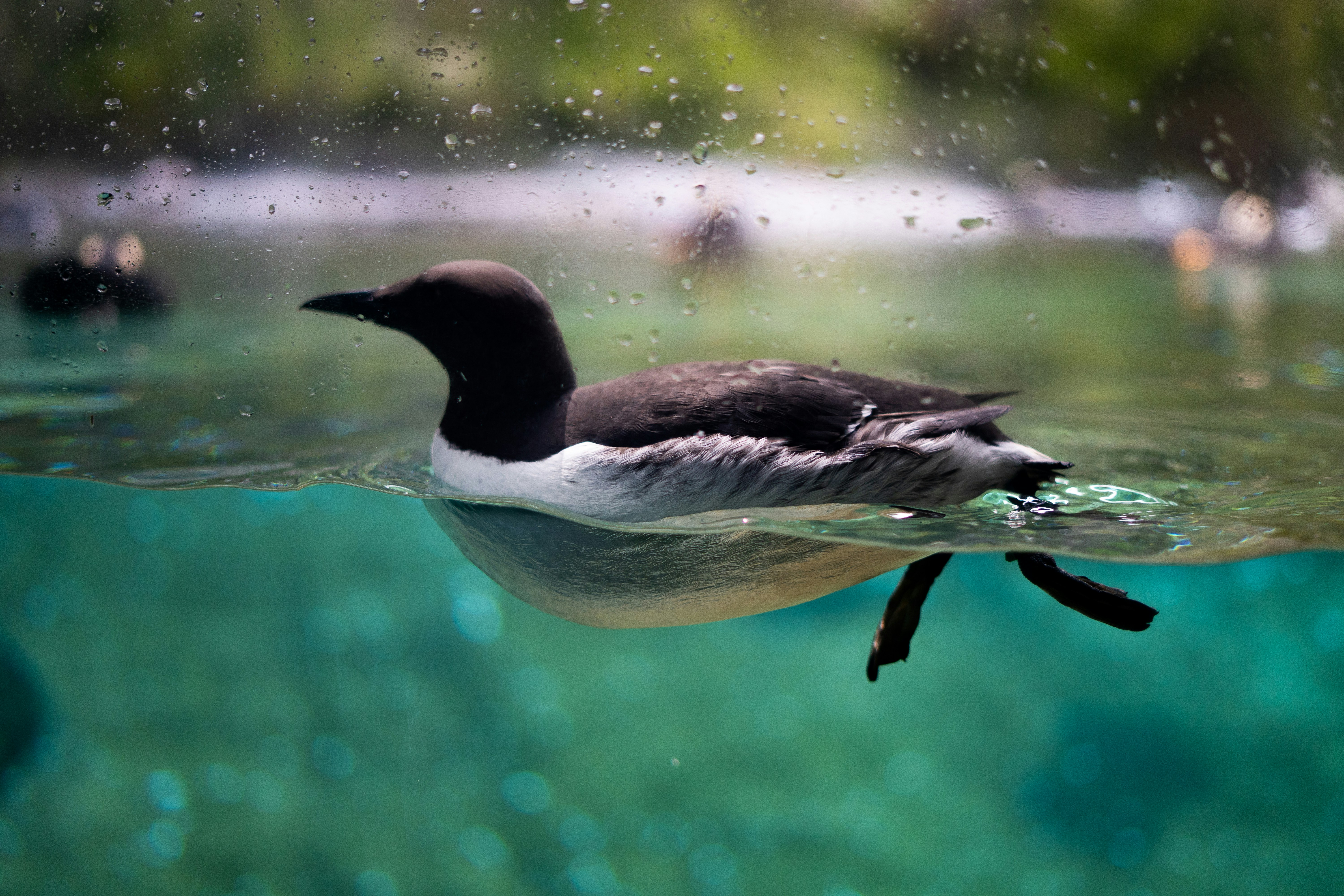 Graceful Glide: A Penguin Rider in Turquoise Waters