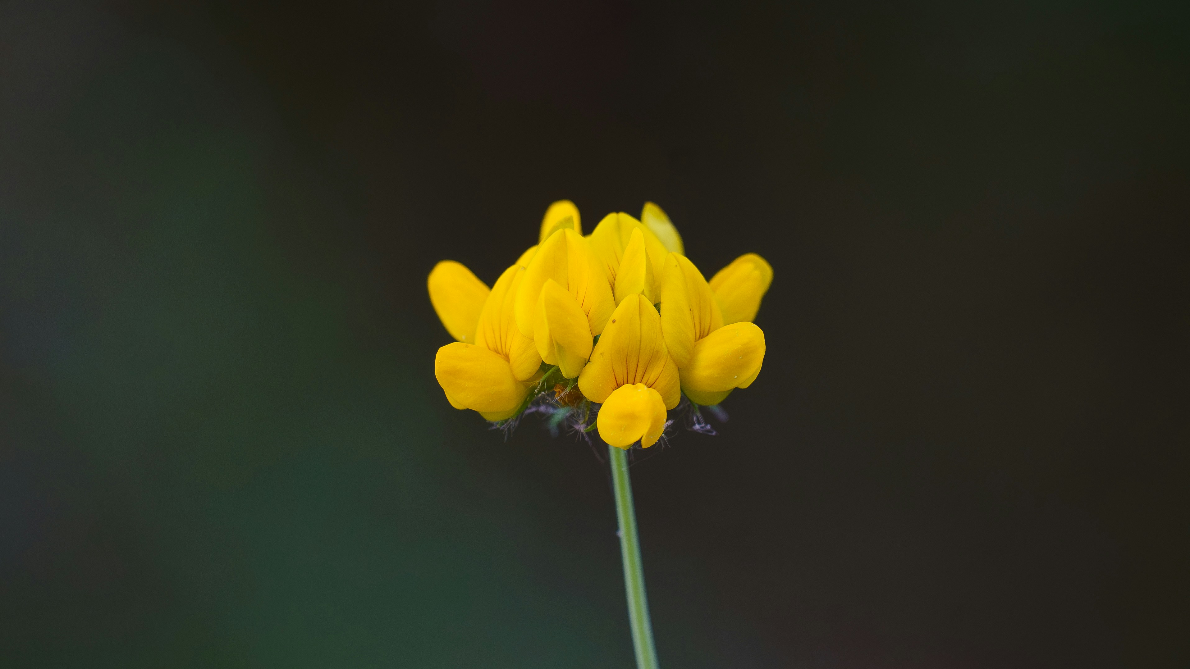 Single Yellow Bloom Reaching Toward Light