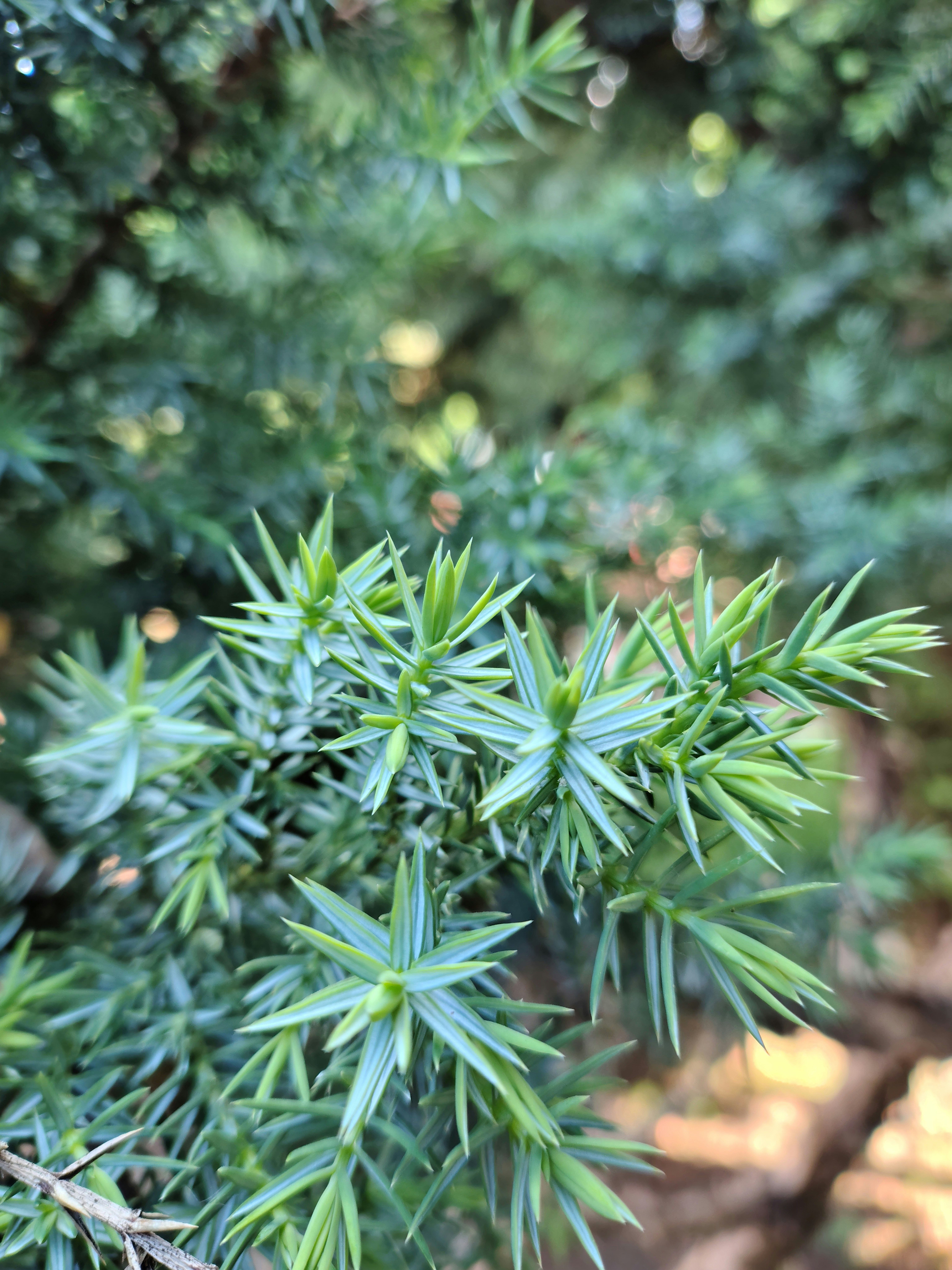 Turquoise-emerald green summer vegetation