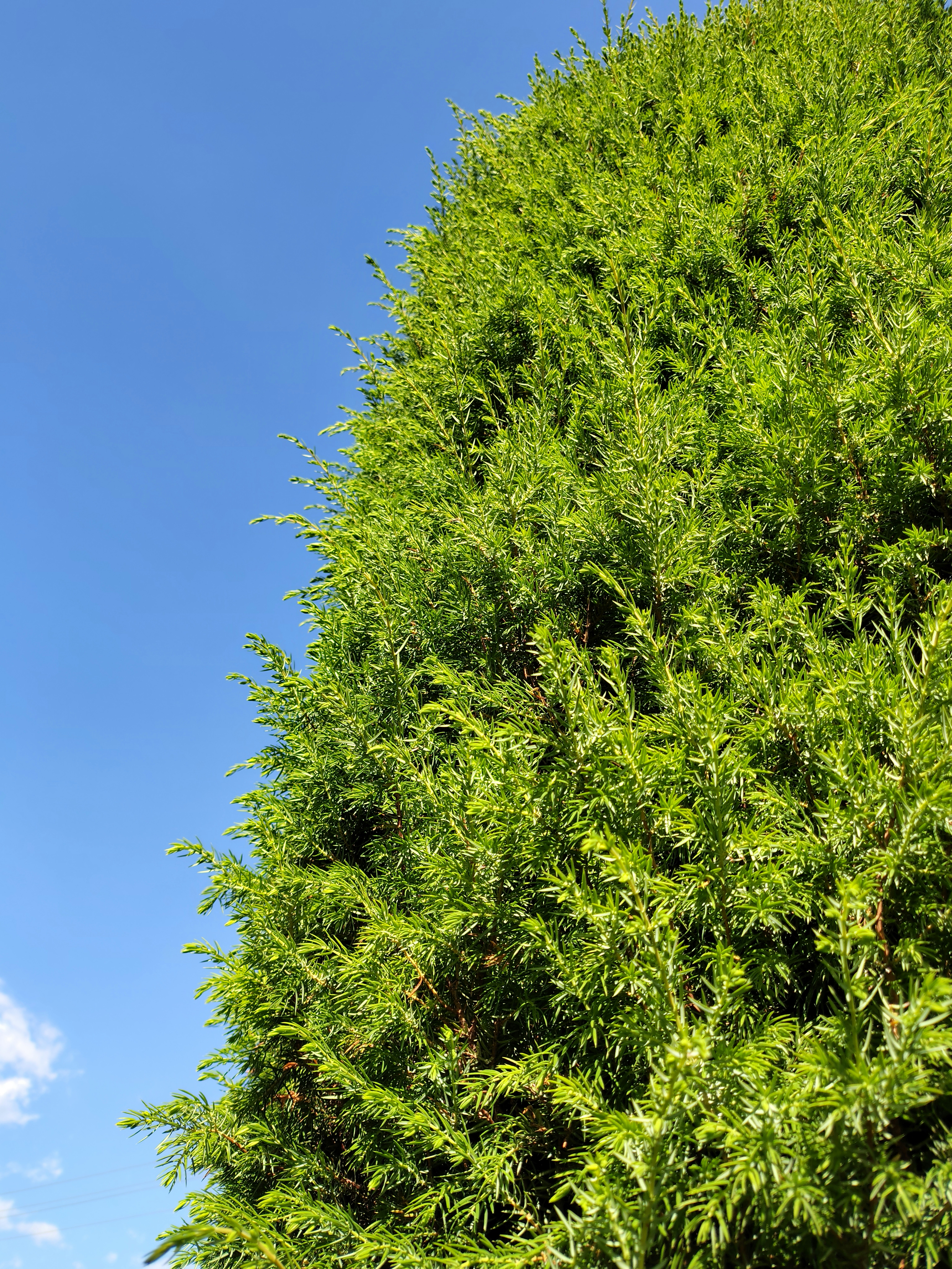 Tall big green tree in summer