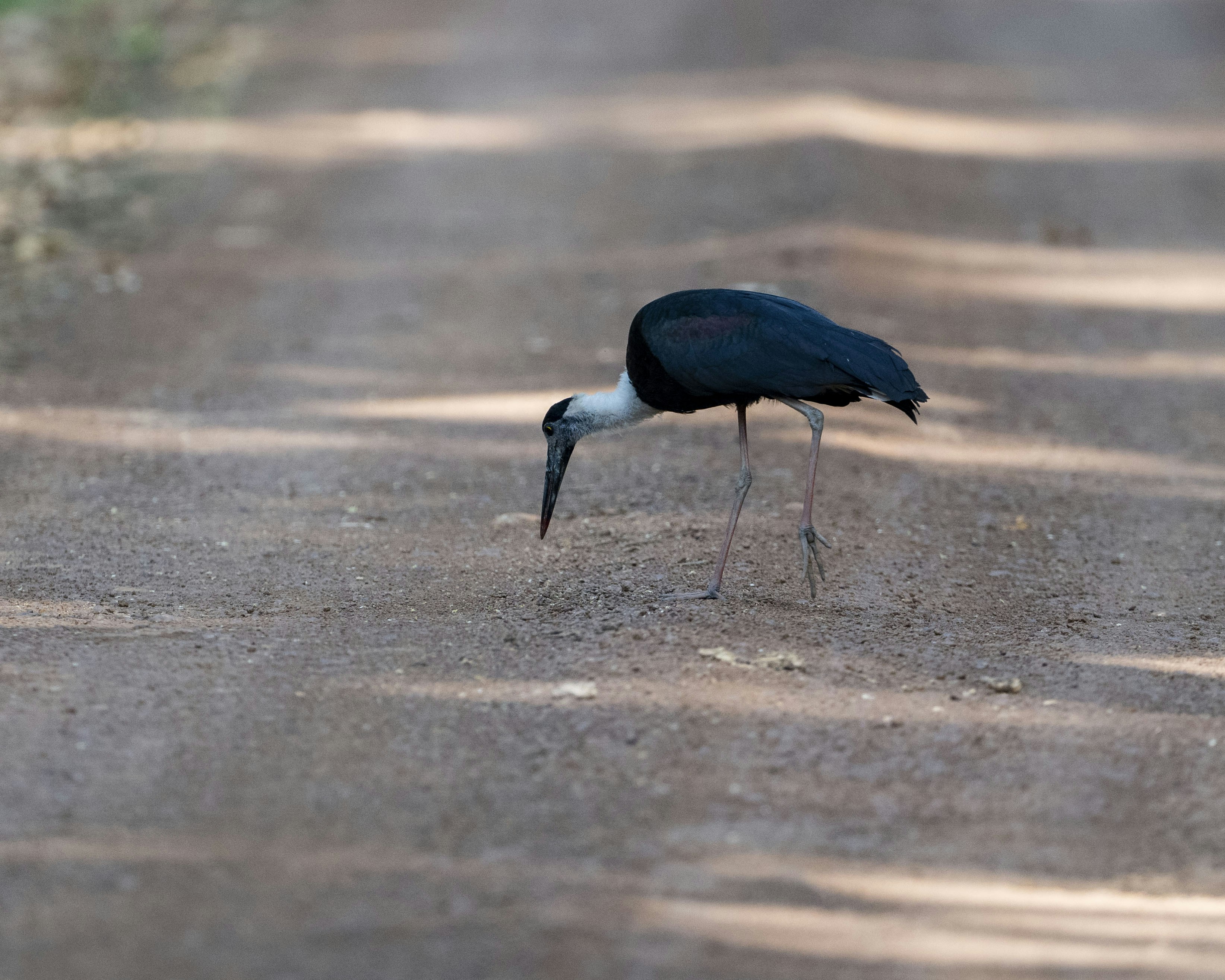 Asian Woolly-necked Stork Foraging on Safari Track in Dudhwa National Park