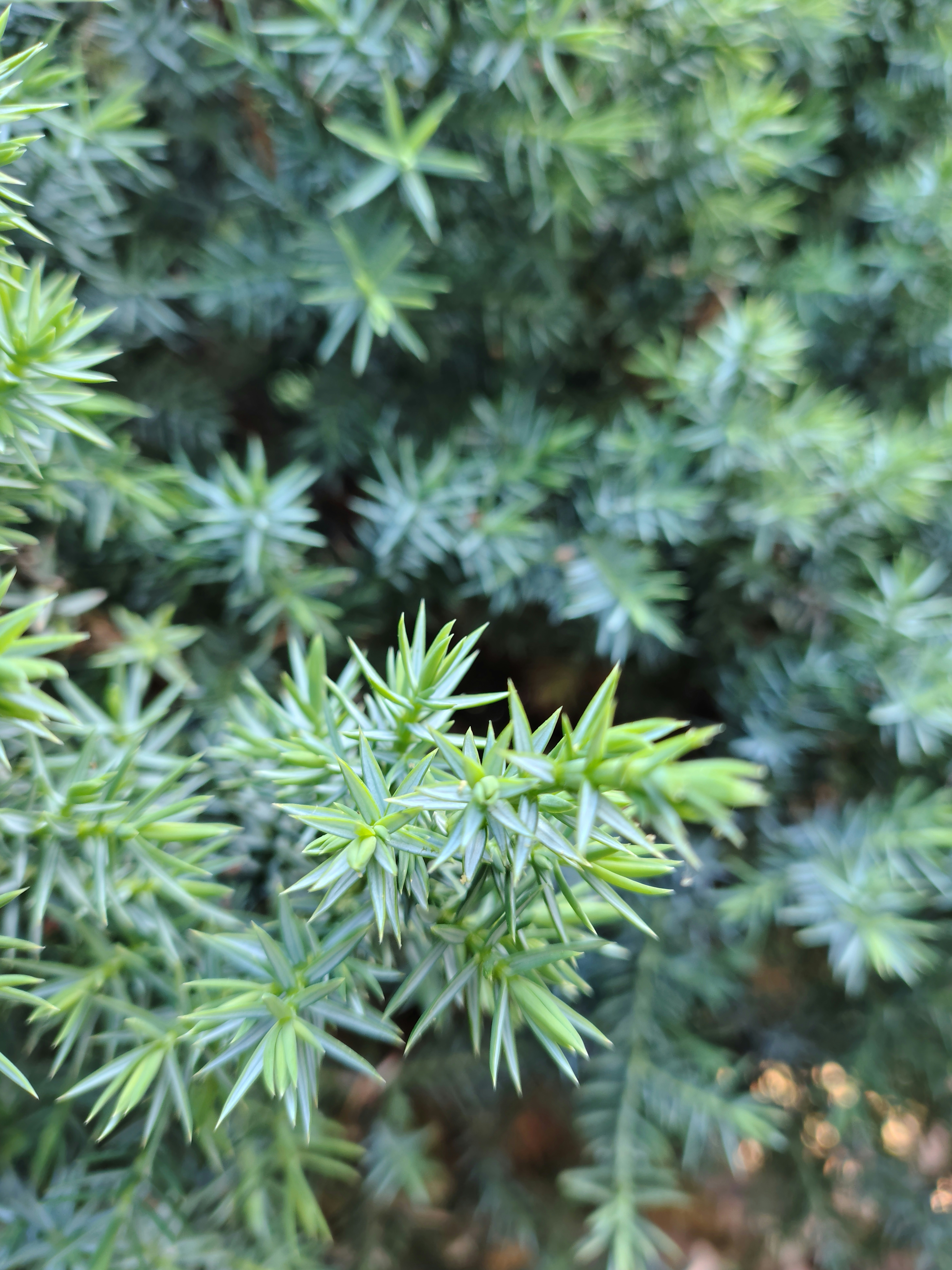 Turquoise-emerald green summer vegetation