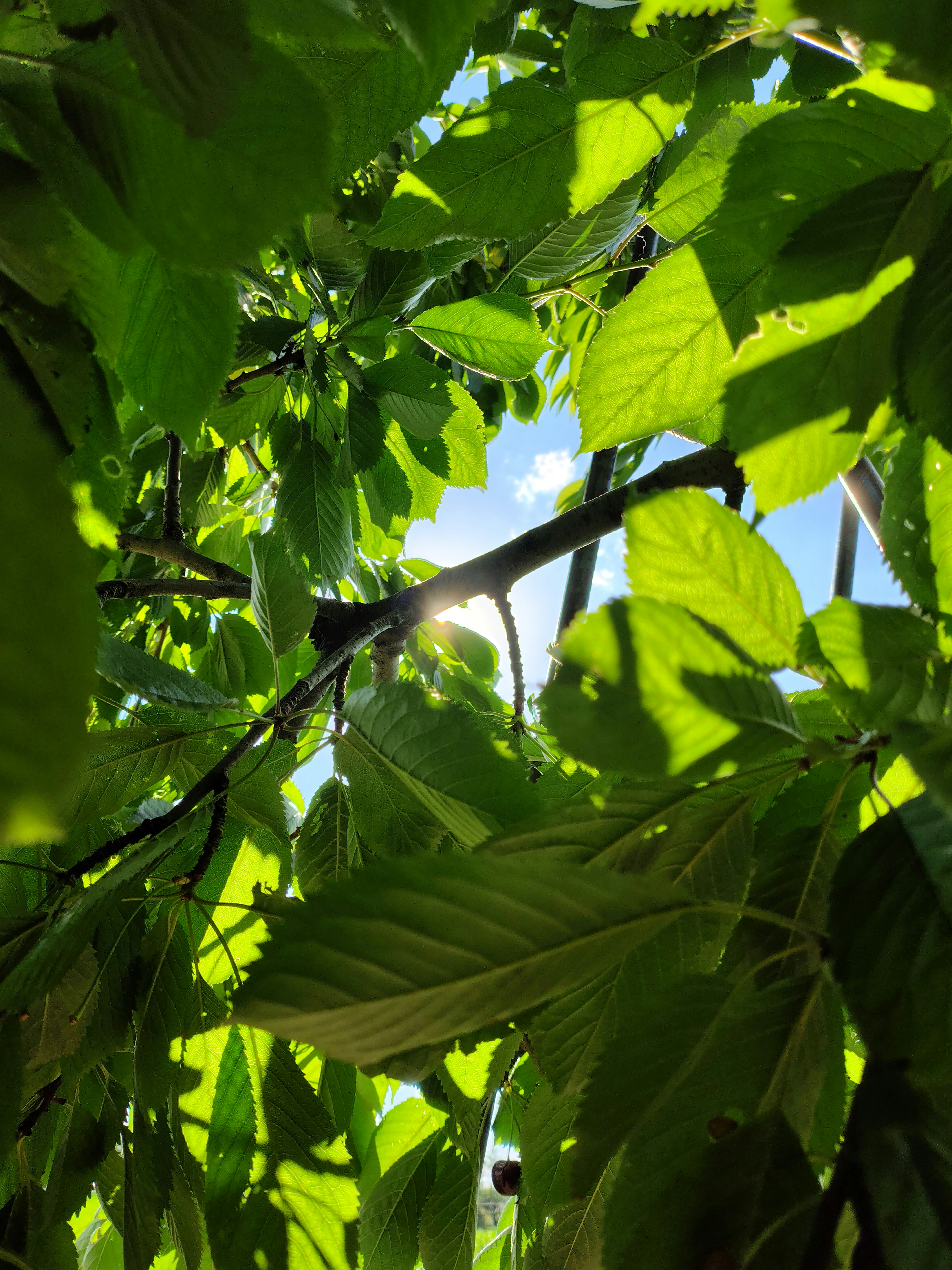 A ray of summer sun under a cherry tree in the shade
