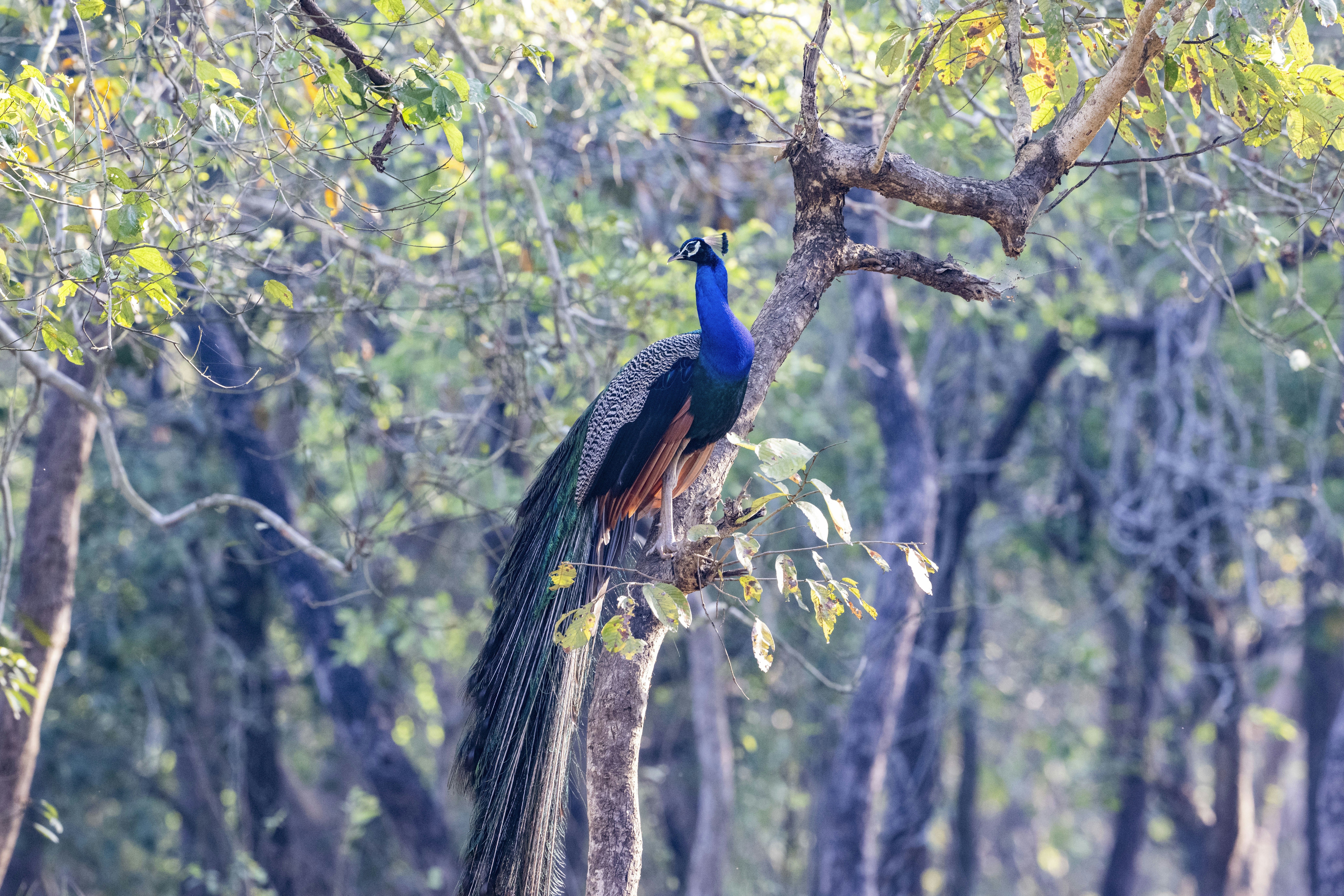 Vivid peacock perched on a curved tree branch amid dappled forest light, showcasing iridescent plumage. The scene centers the regal bird against a blurred woodland backdrop.