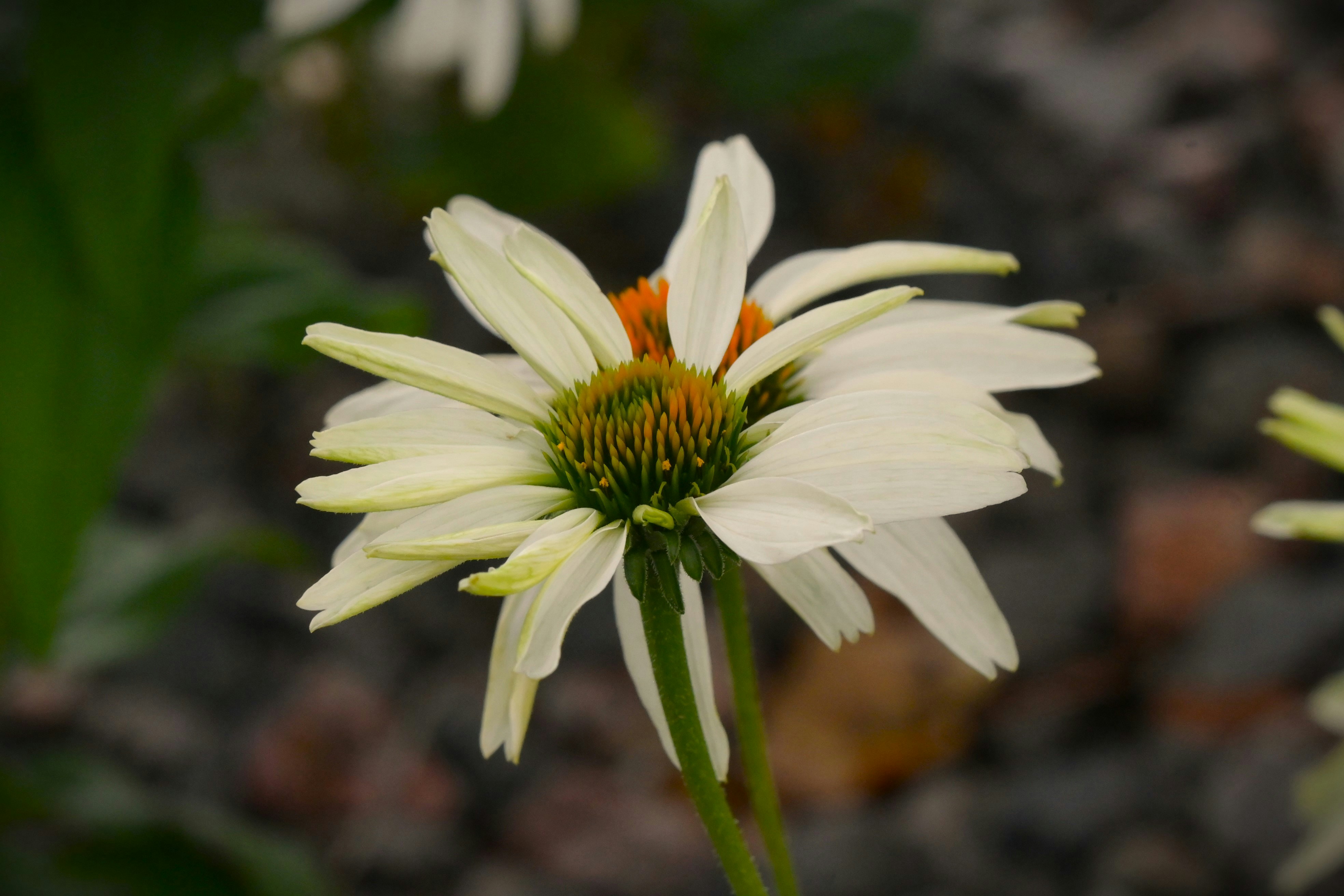 Center Stage: Pale Daisy with a Burst of Orange Stamen