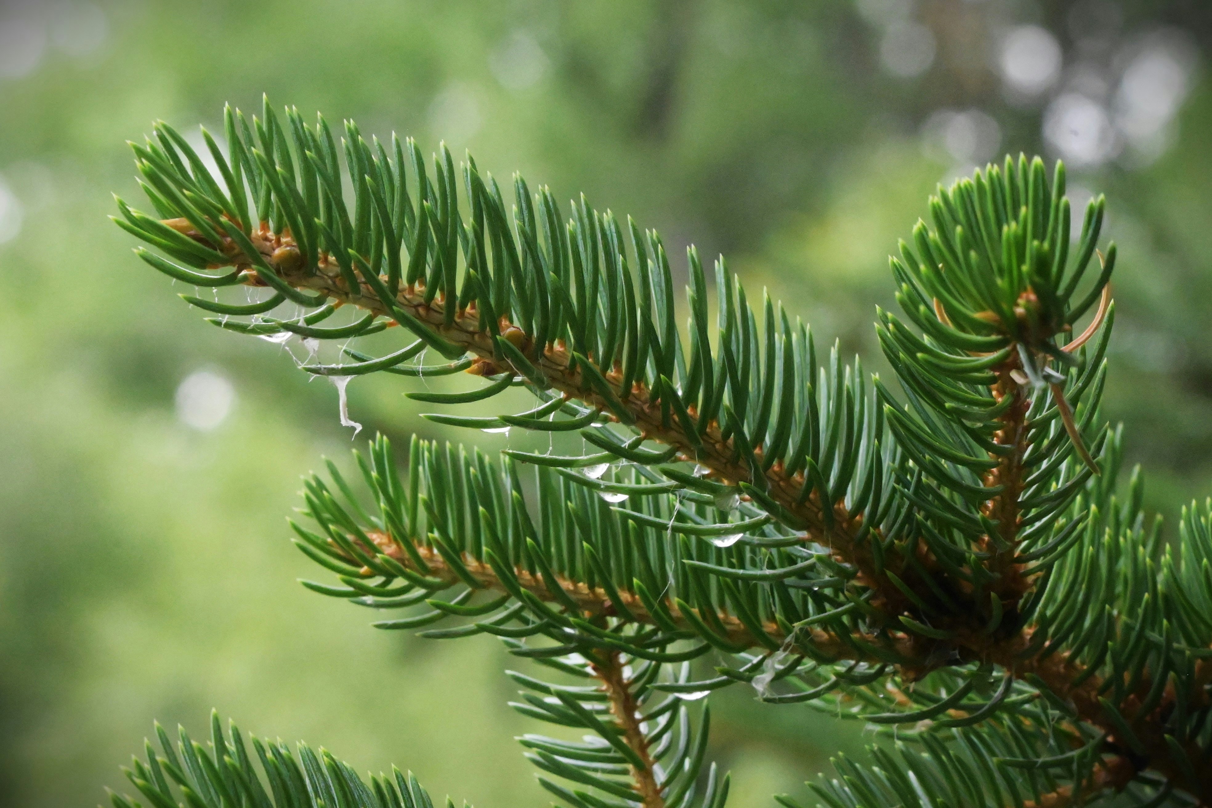 Spruce Needle Panorama: A Close-Up of Green Branches