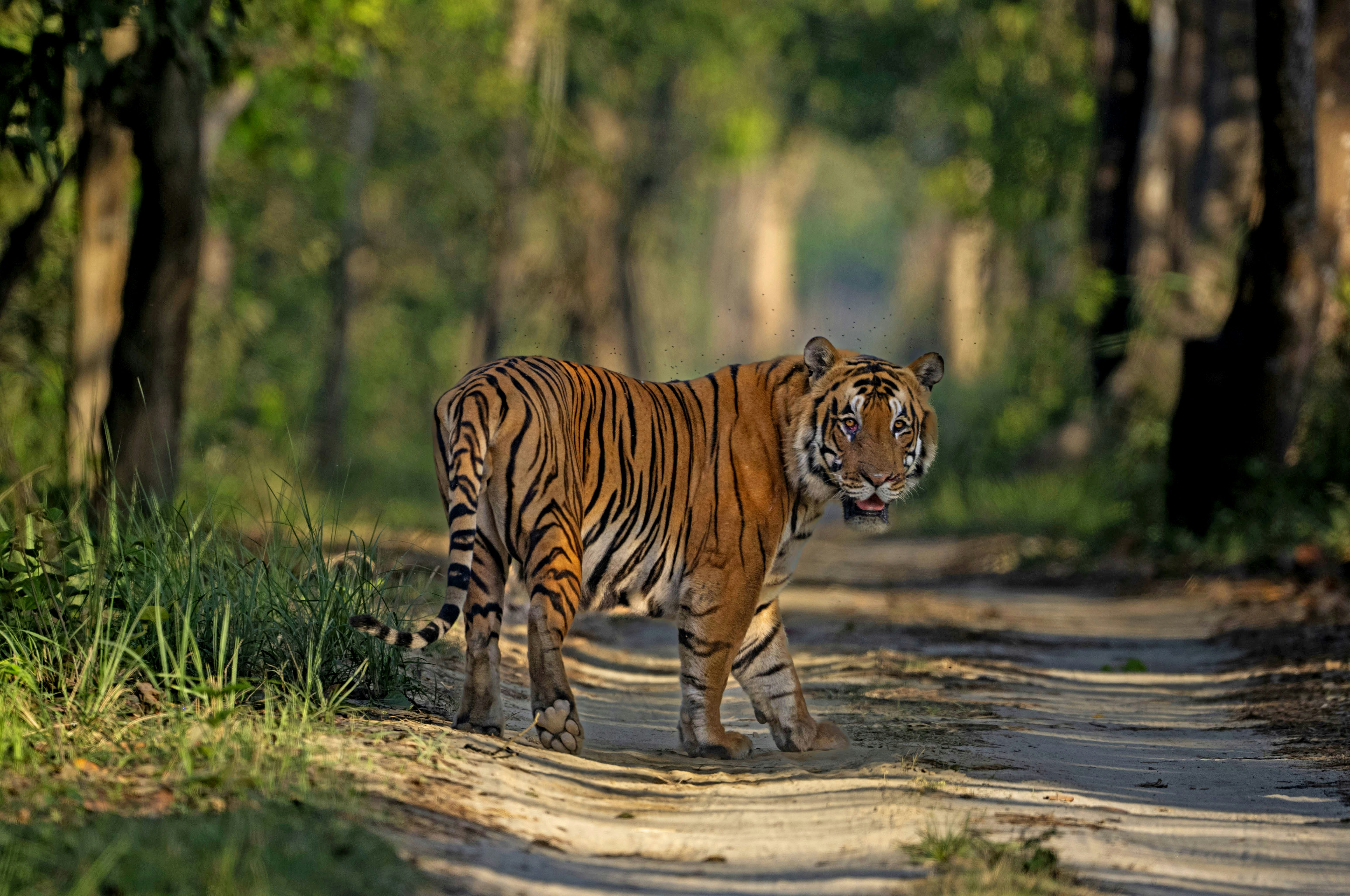 Tiger on a Sunlit Forest Path