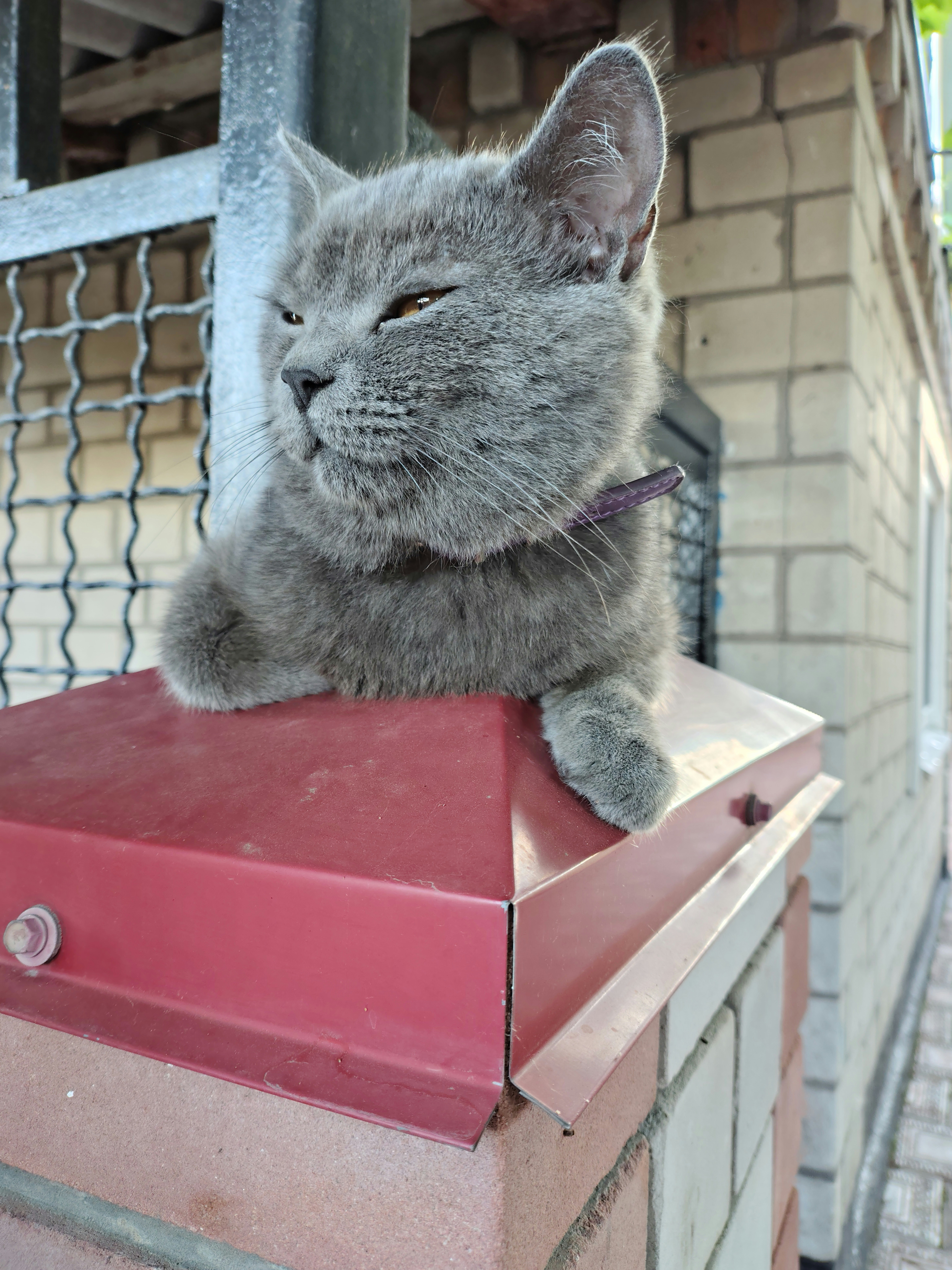 Domestic gray cat resting on a fence in summer