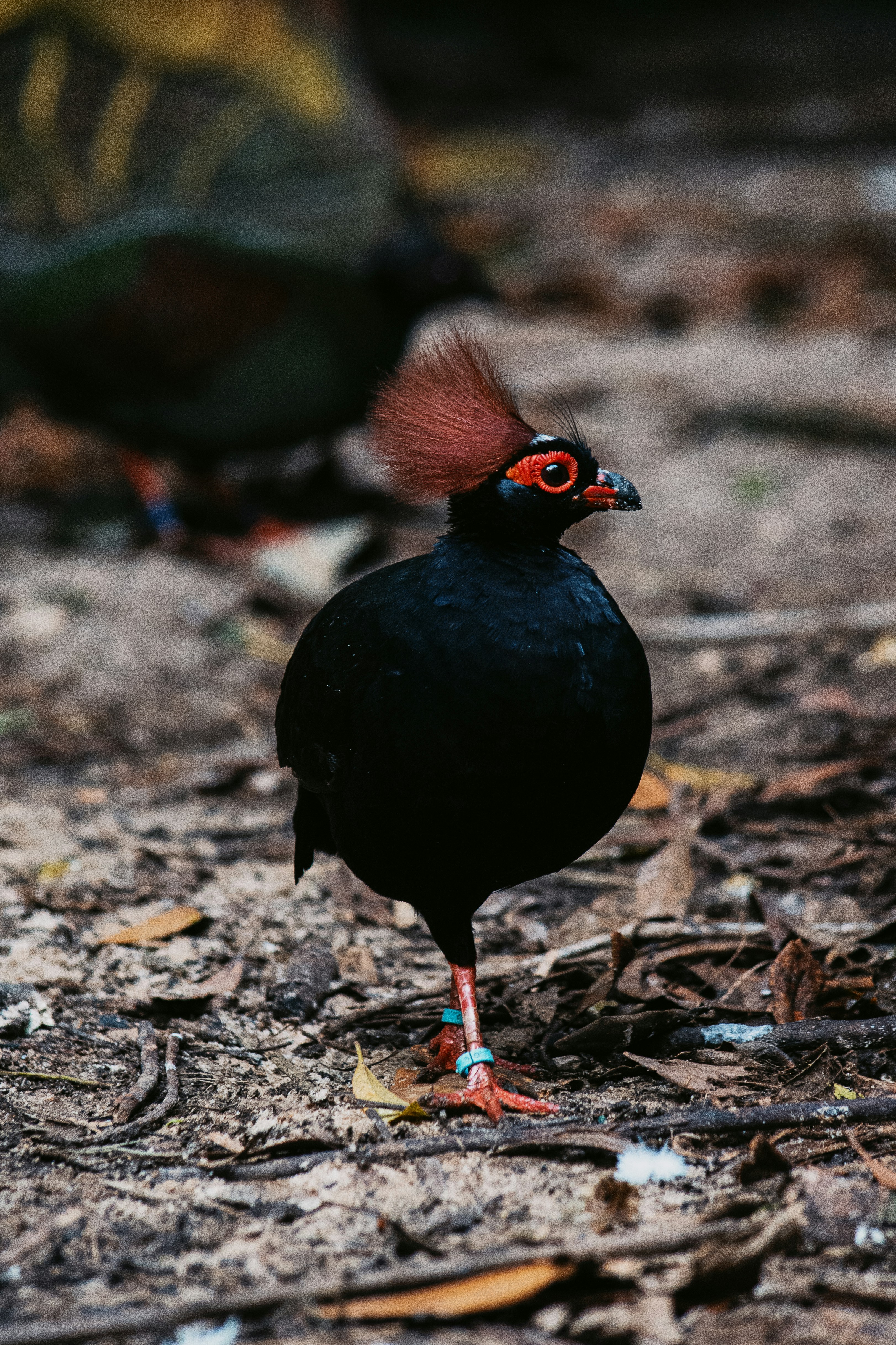 Red-crested Fowl Strut: A Close-Ground Portrait in Dappled Light