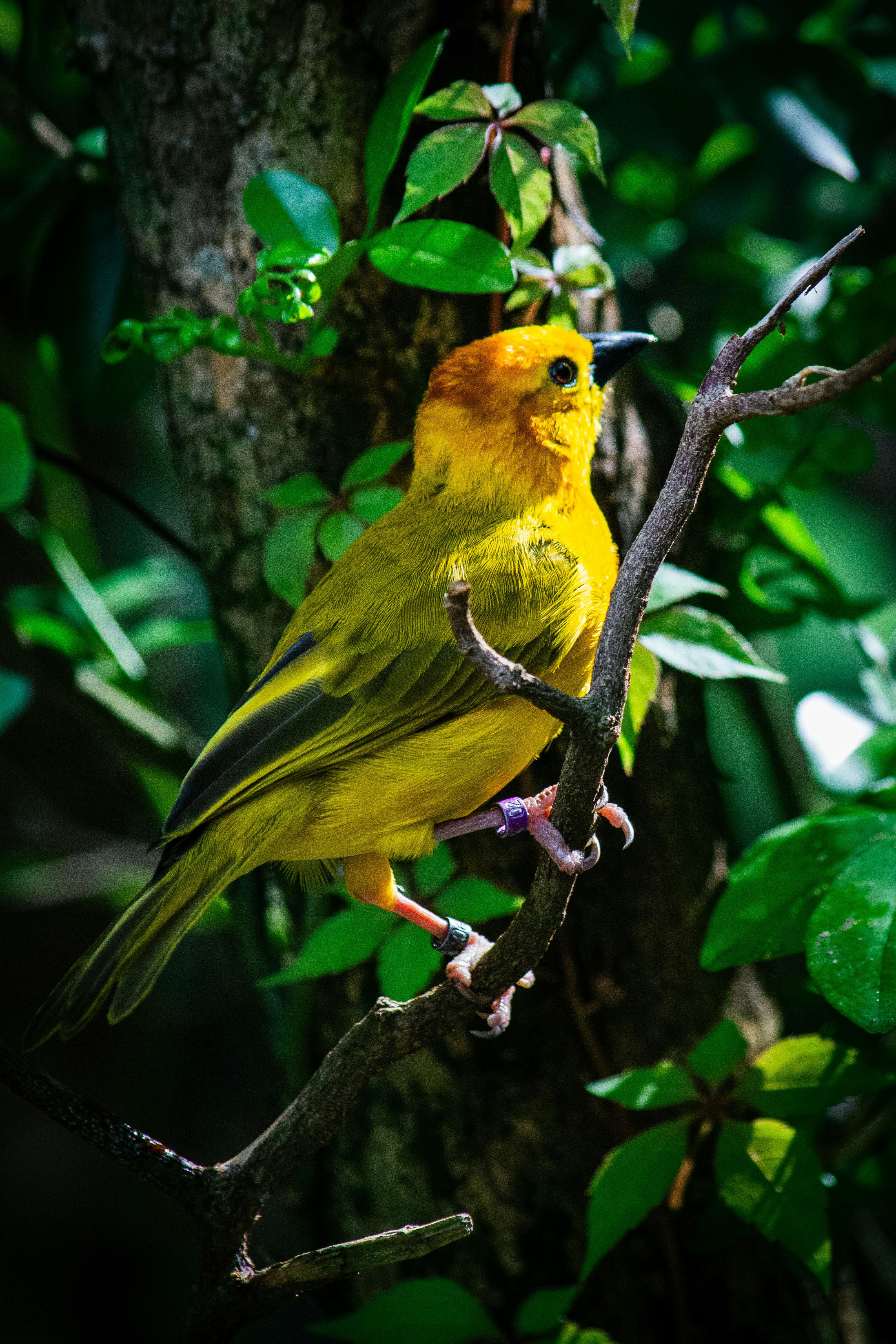 Golden Warbler in Dappled Green: a vivid perch amid leaves and branches