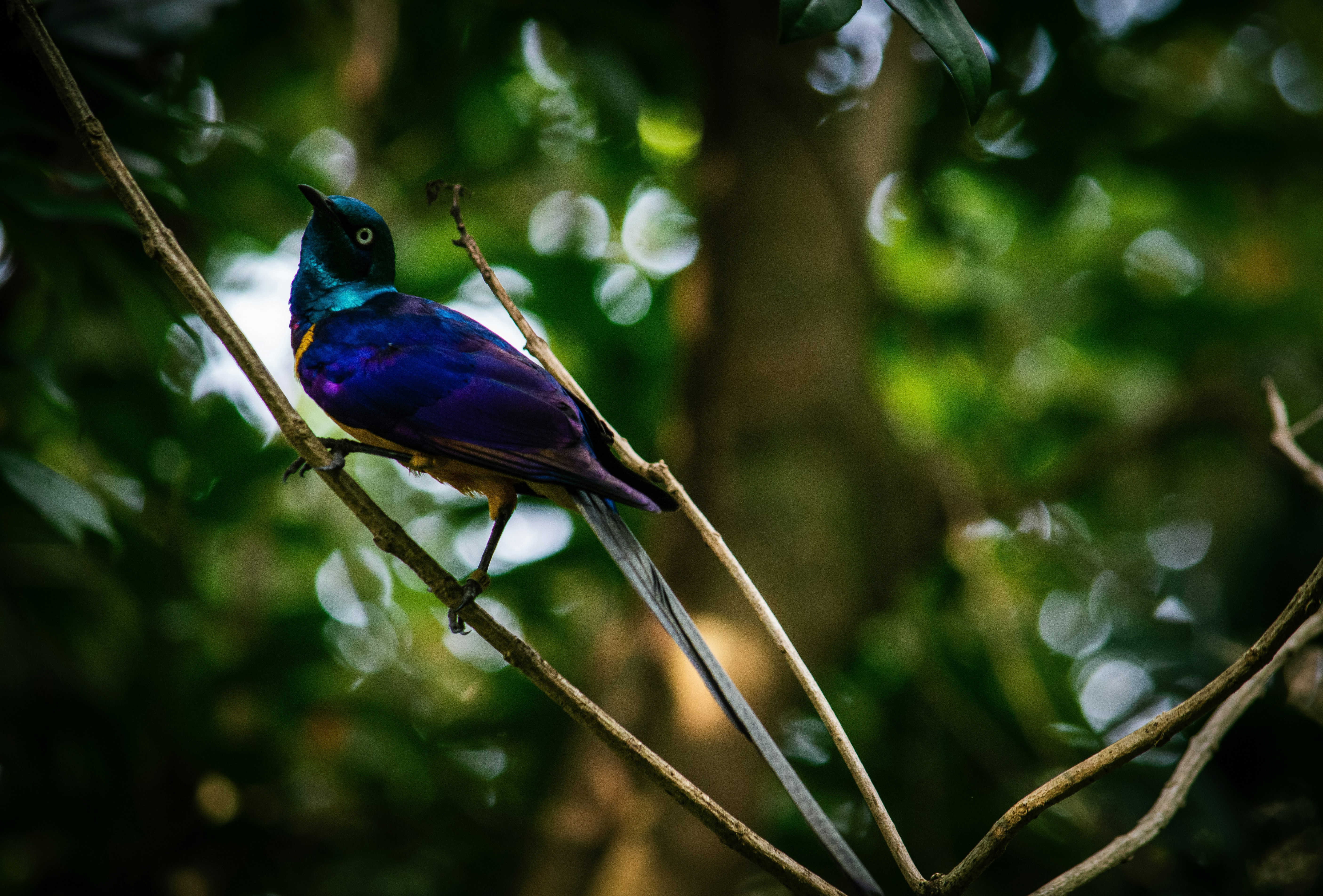 Violet Dawn: A Vibrant Flycatcher Amid Shaded Foliage