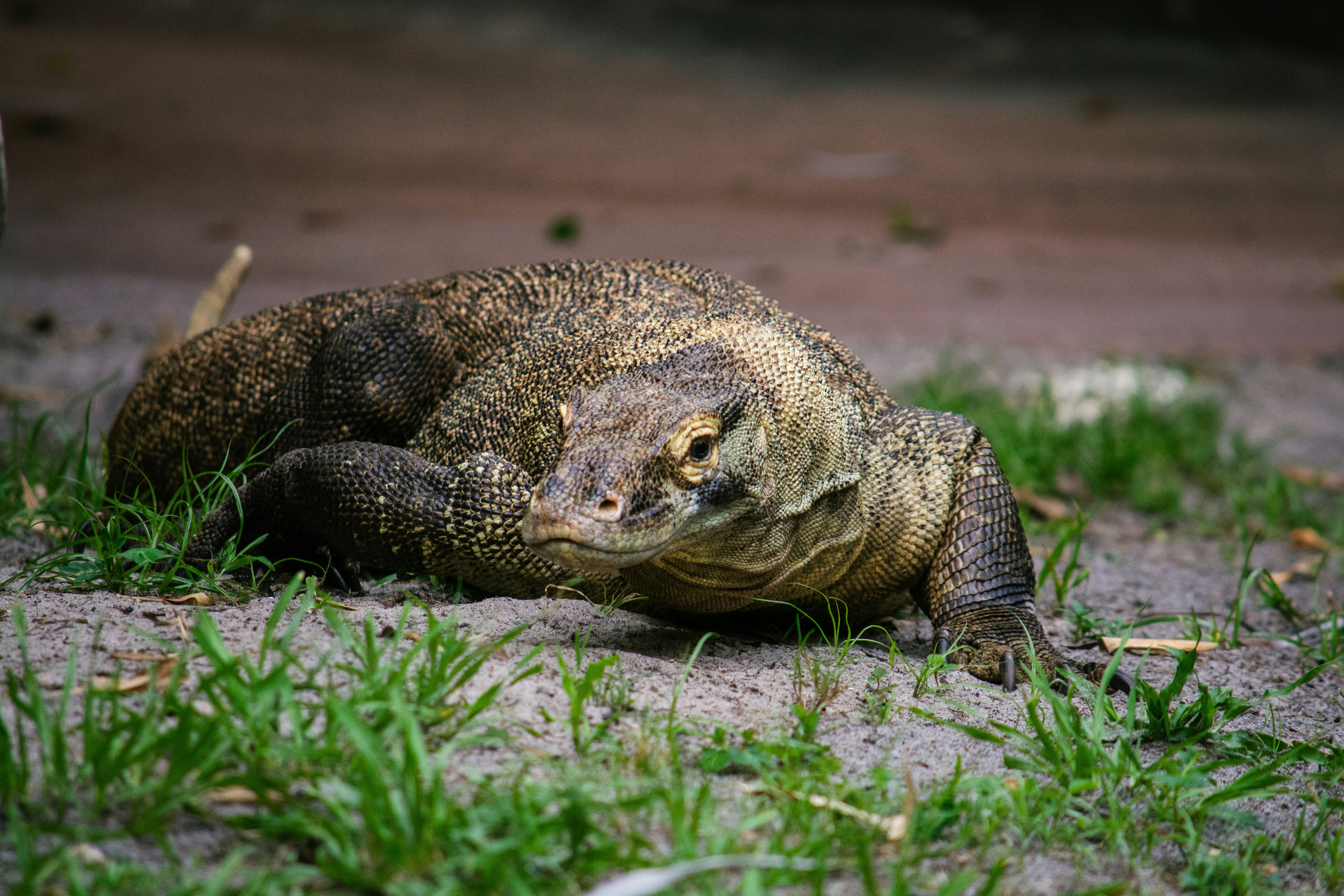 Broad-Shouldered Predator Resting in Sunlit Sand and Grass