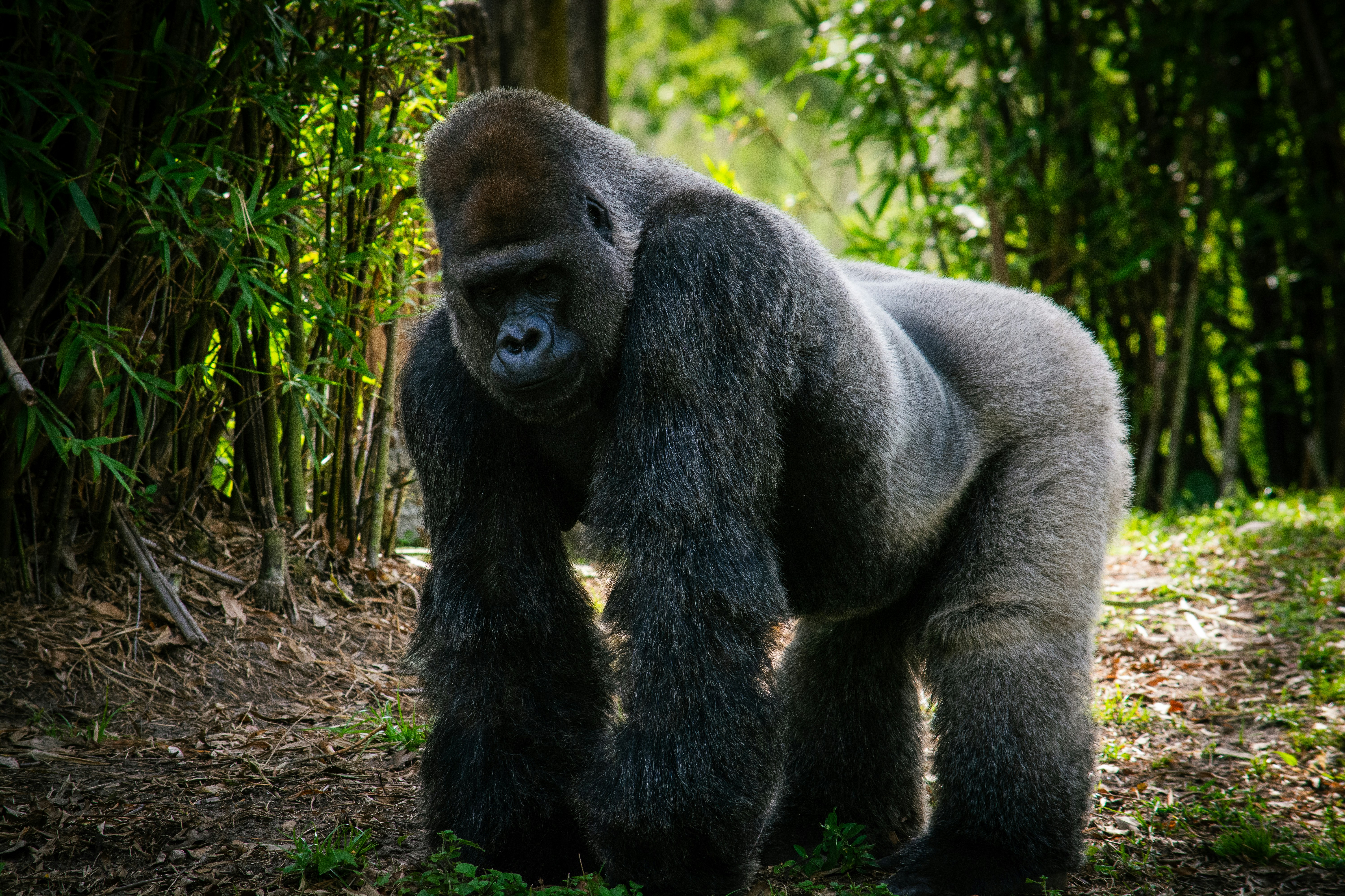 Gorilla in Verdant Quiet: Portrait of Steady Gaze