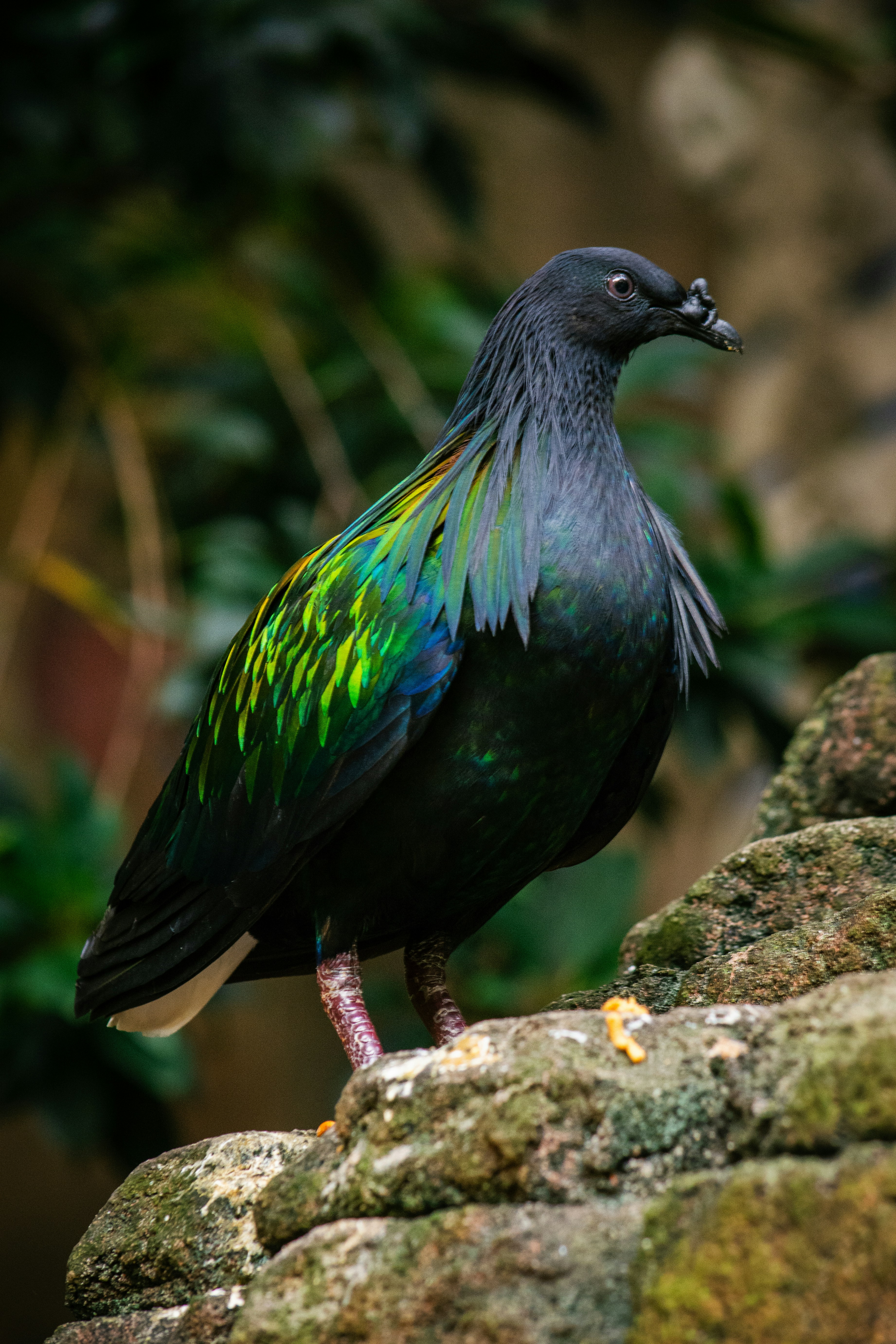 Iridescent King on the Mossy Perch