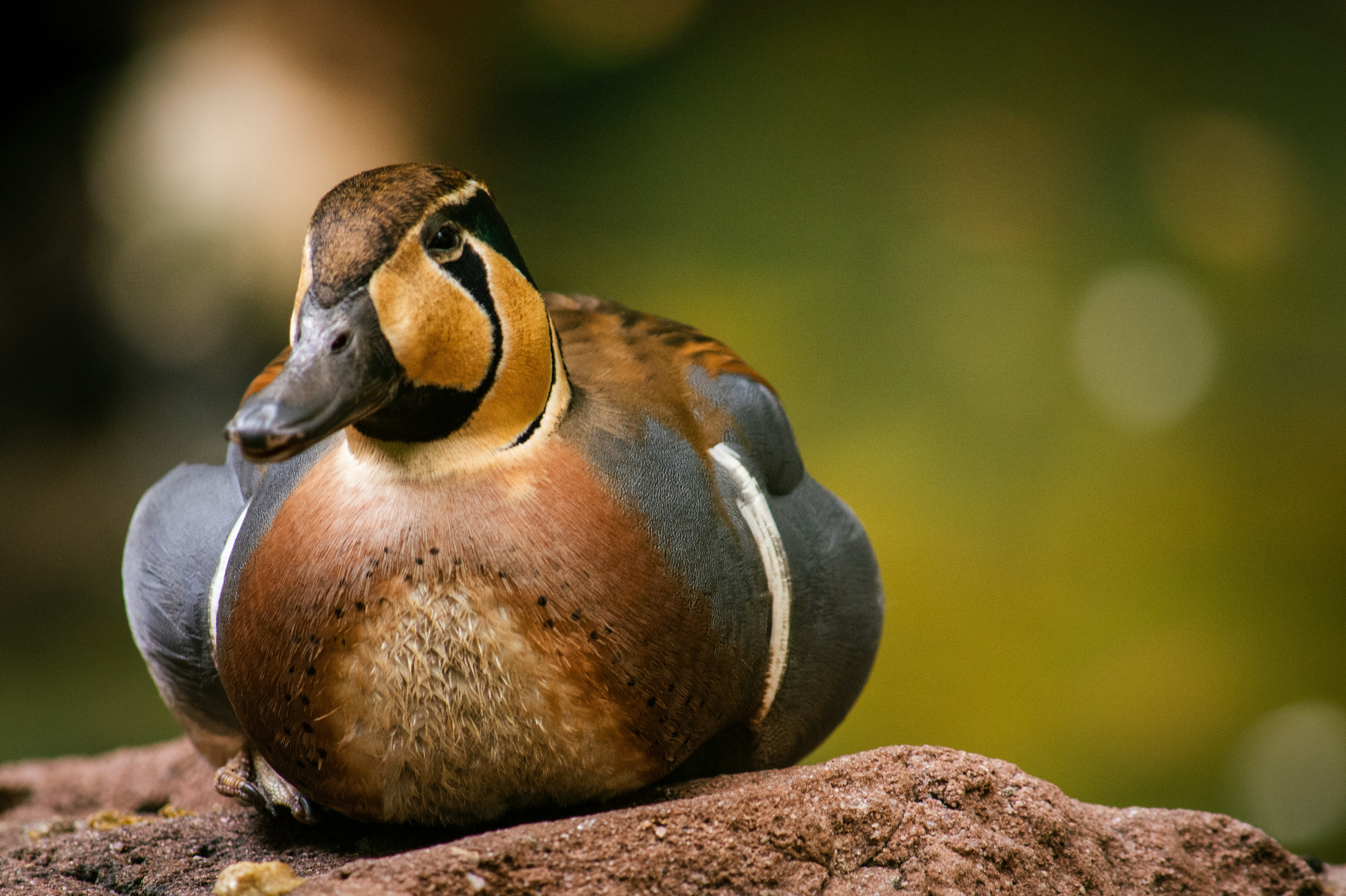 A close-up of a duck resting on a rock with a soft bokeh background, highlighting its colorful head and chest feathers. This is a natural photograph capturing intricate plumage and tranquil mood.