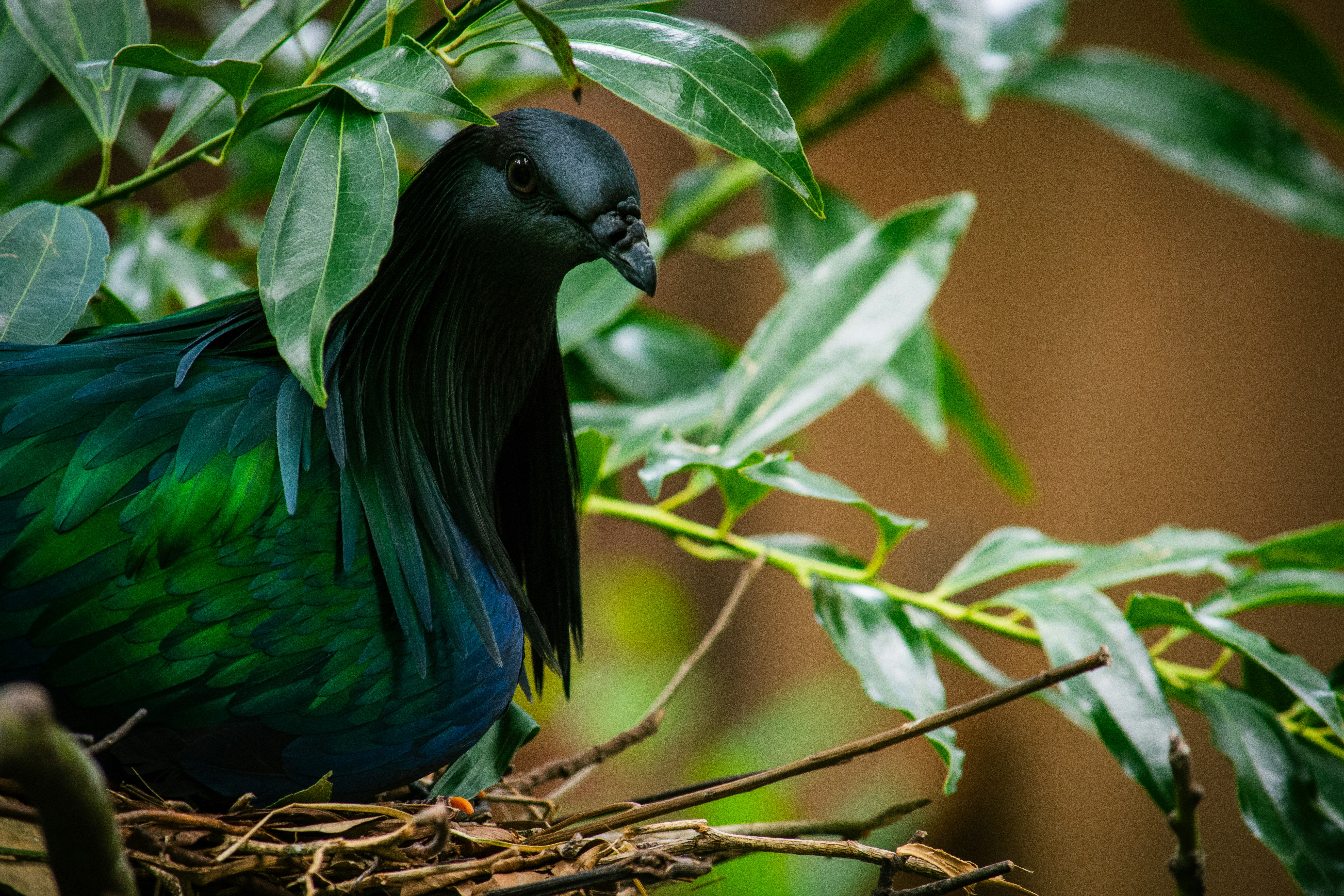 Emerald King in a Quiet Nest