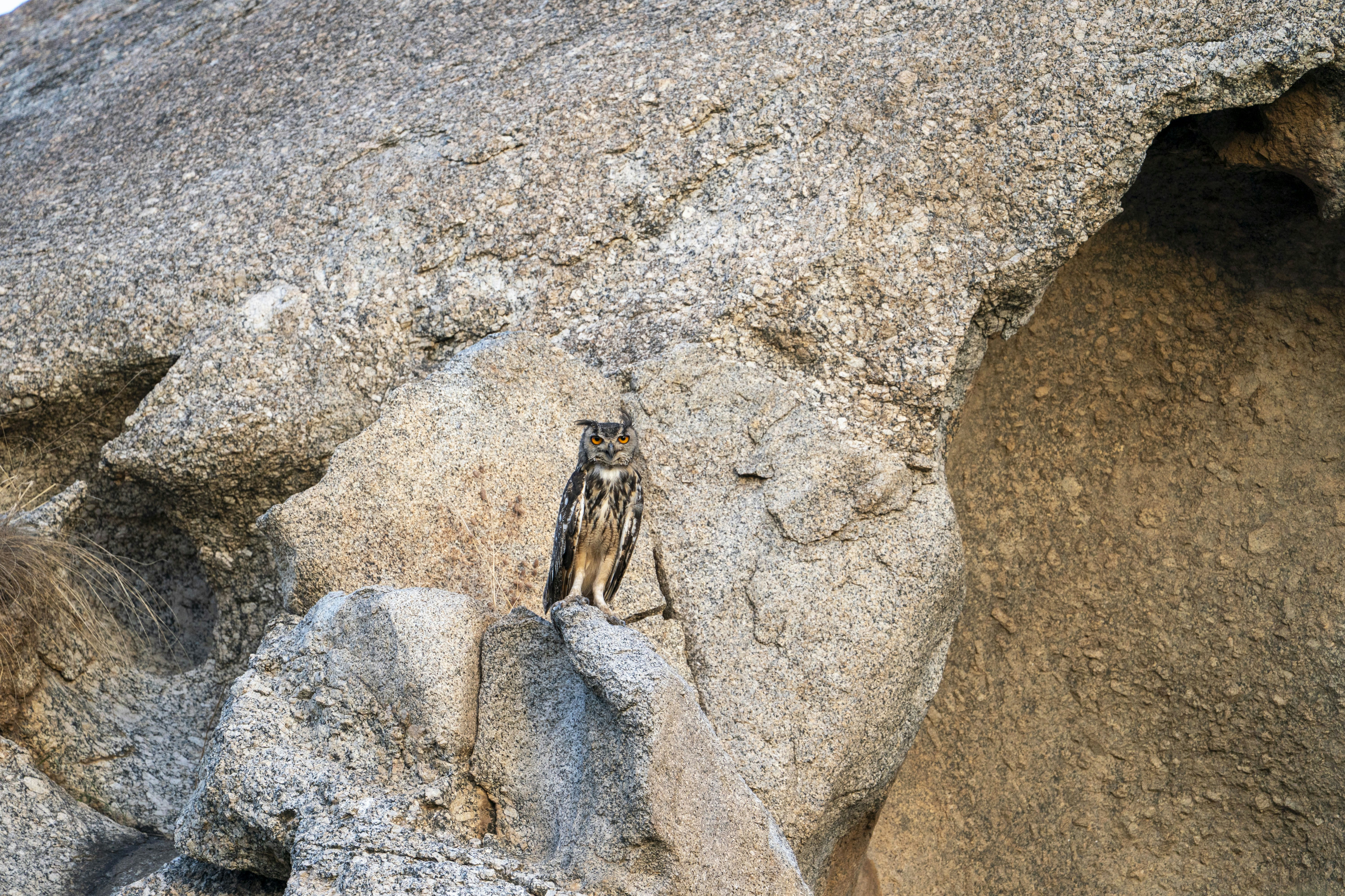 Small bird perched on a weathered rock surface near a shadowy crevice, highlighting texture and natural terrain.