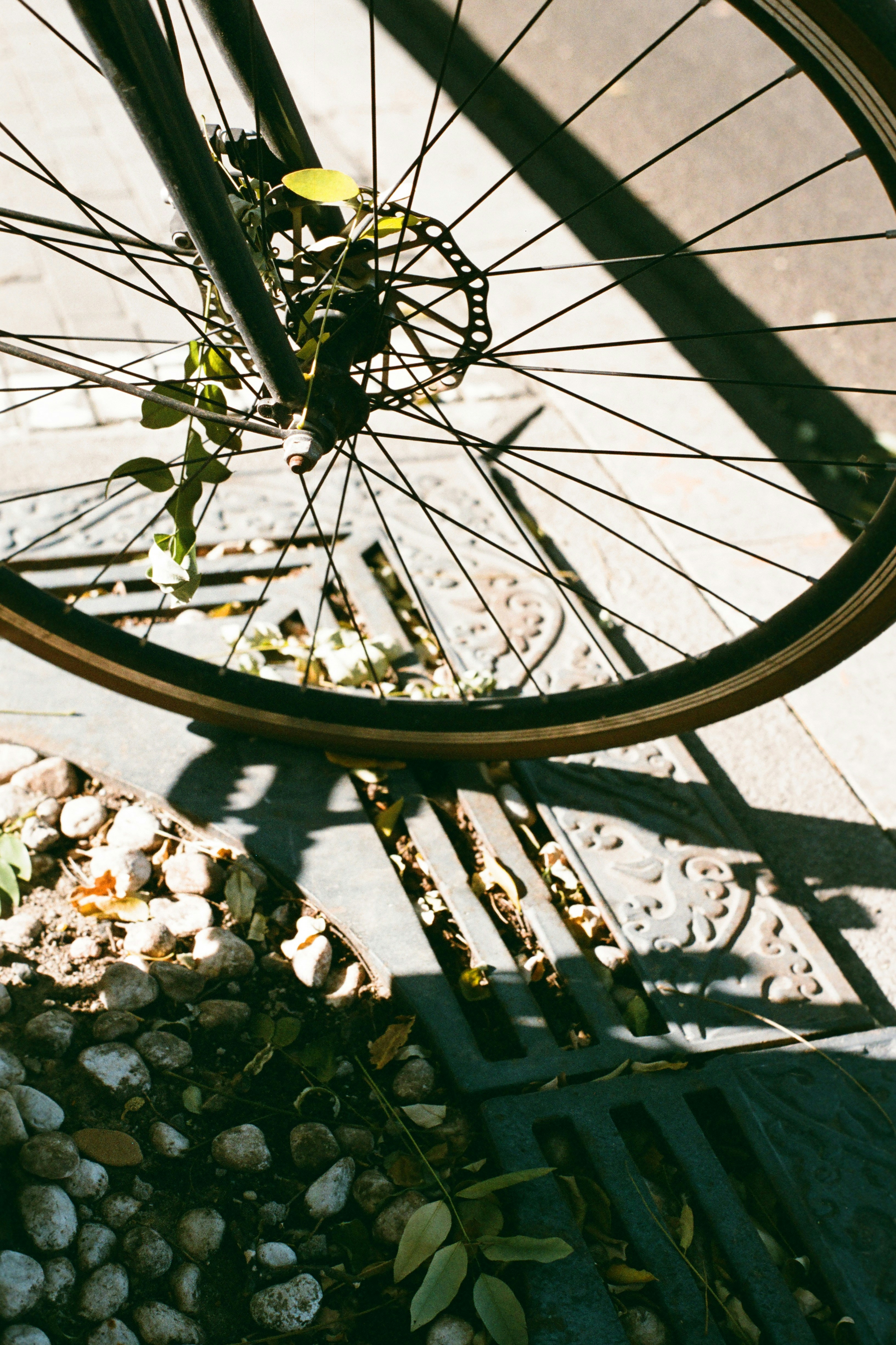 Close-up of a bicycle front wheel resting over a sunlit sidewalk, with shadows and a grate casting geometric patterns across pebbles and leaves.