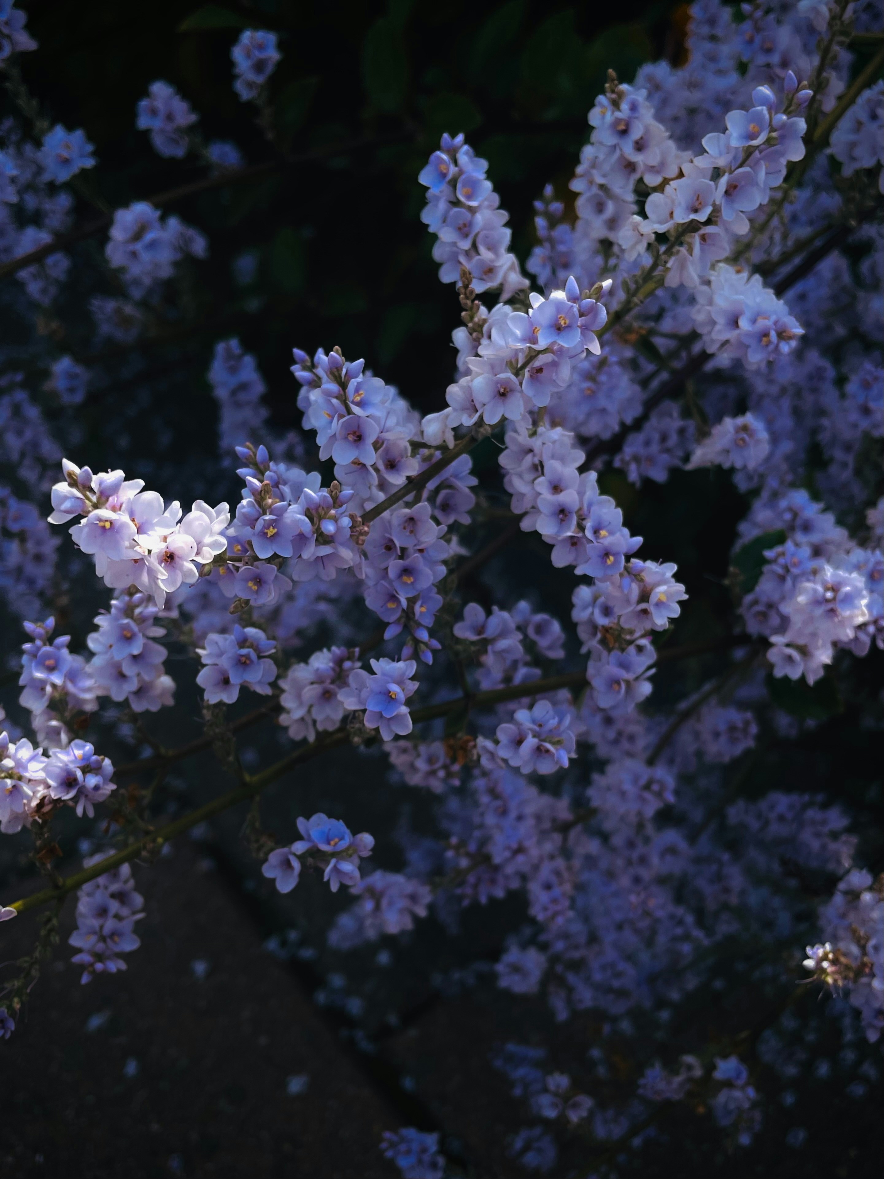 Purple Cascade: Wisteria in Soft Dusky Light