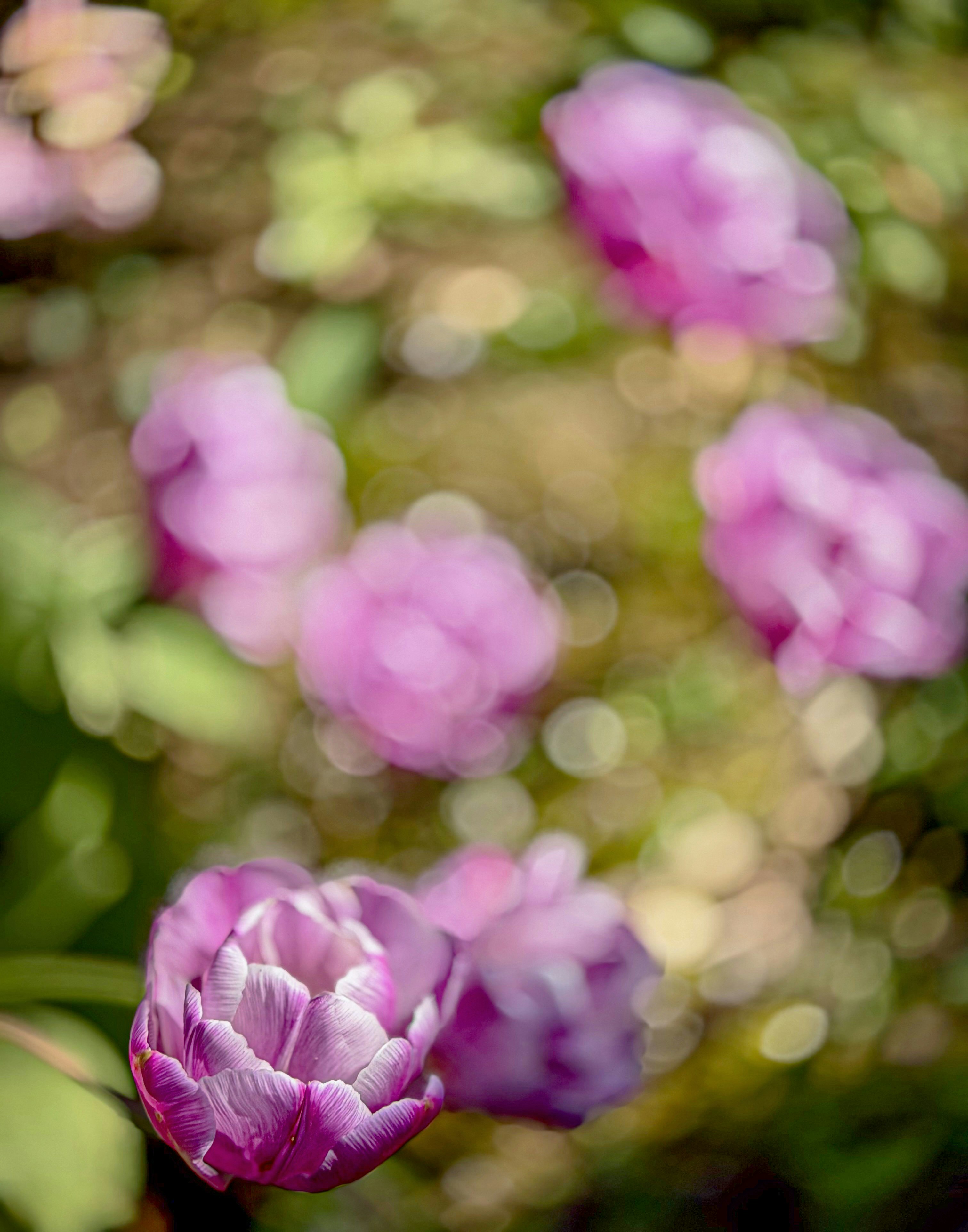 Understated Bloom: A lone tulip in soft focus foreground