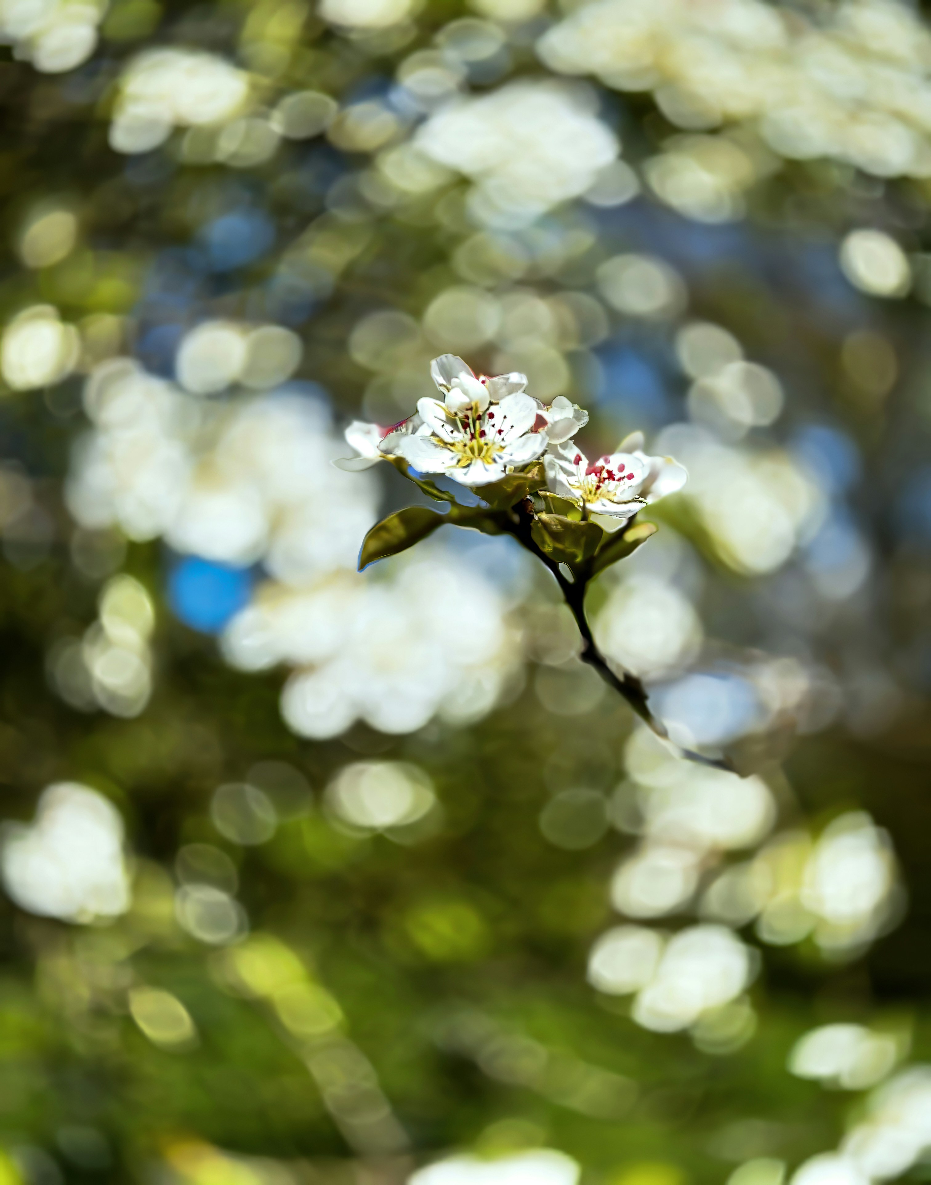 Bloom on a Bokeh Branch: A Quiet Spring Moment