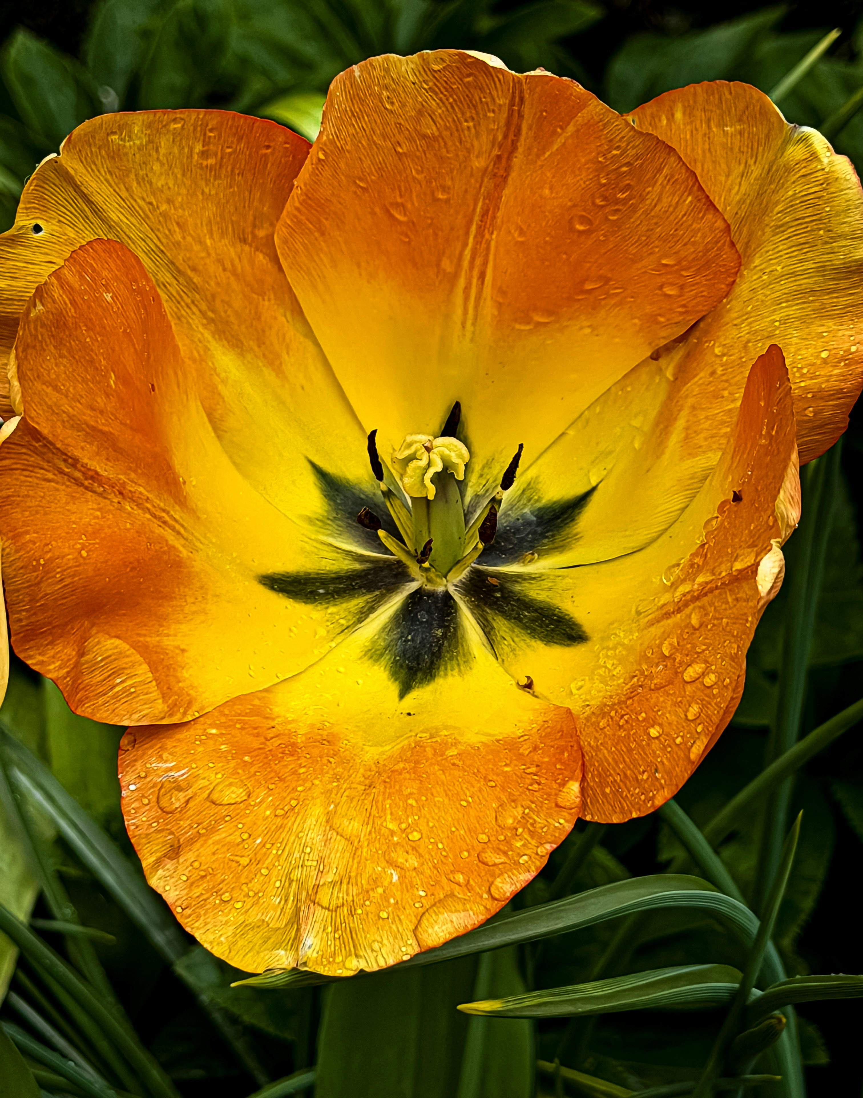 Citrus Burst: Orange Tulip Bloom with Dew-kissed Petals