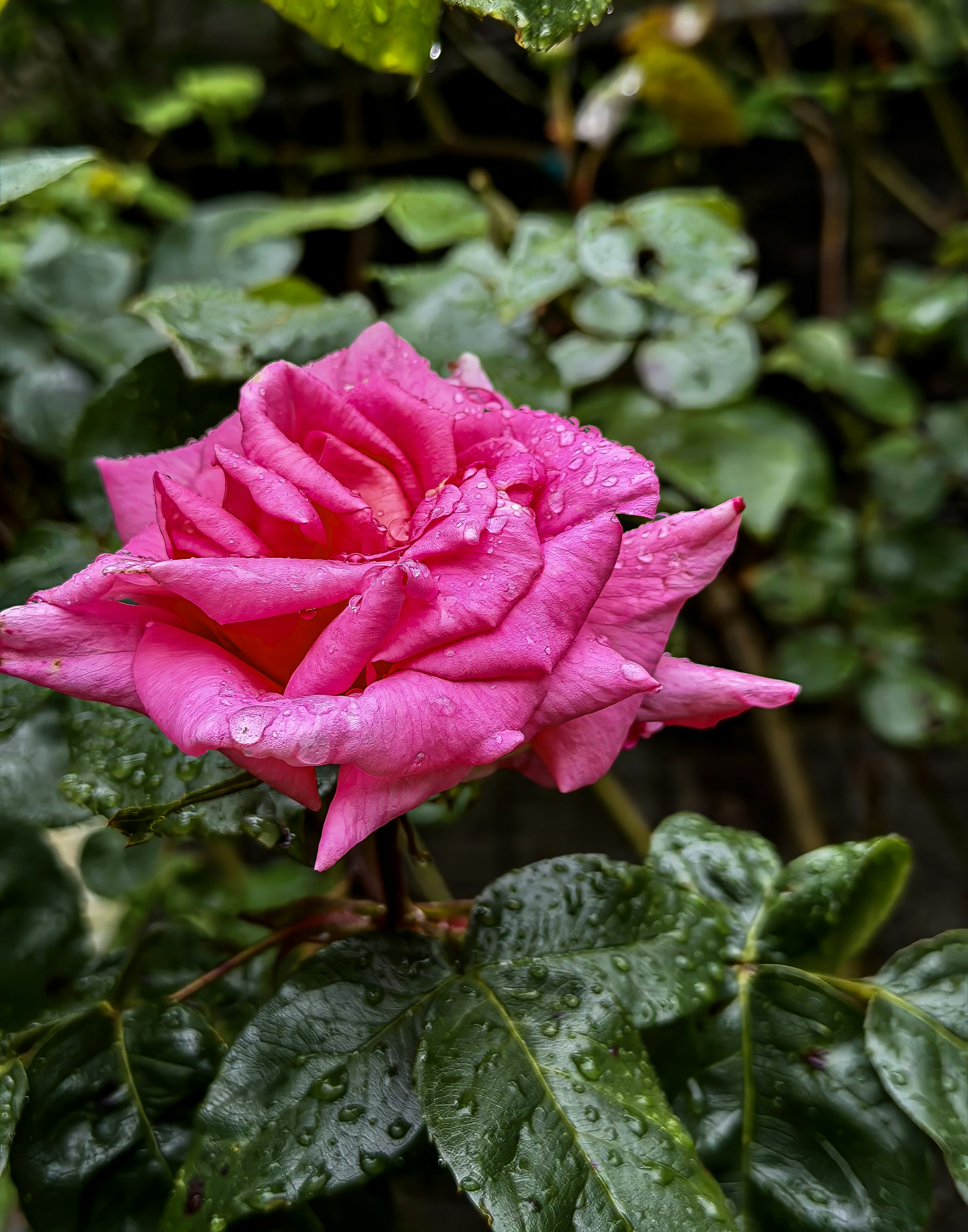 Pink Rose in Dew-kissed Garden