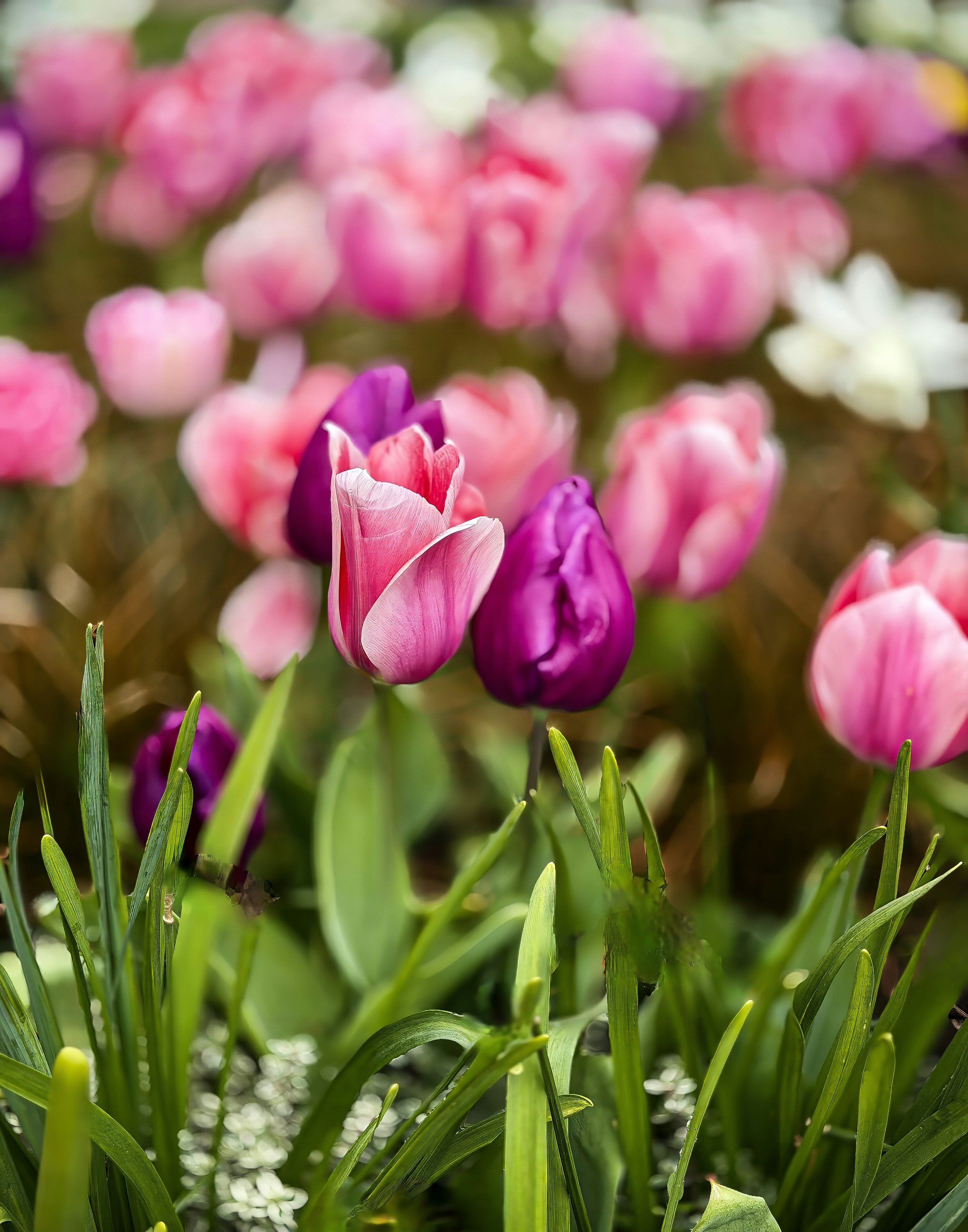 Crimson and Pink Tulips in a Sunlit Field