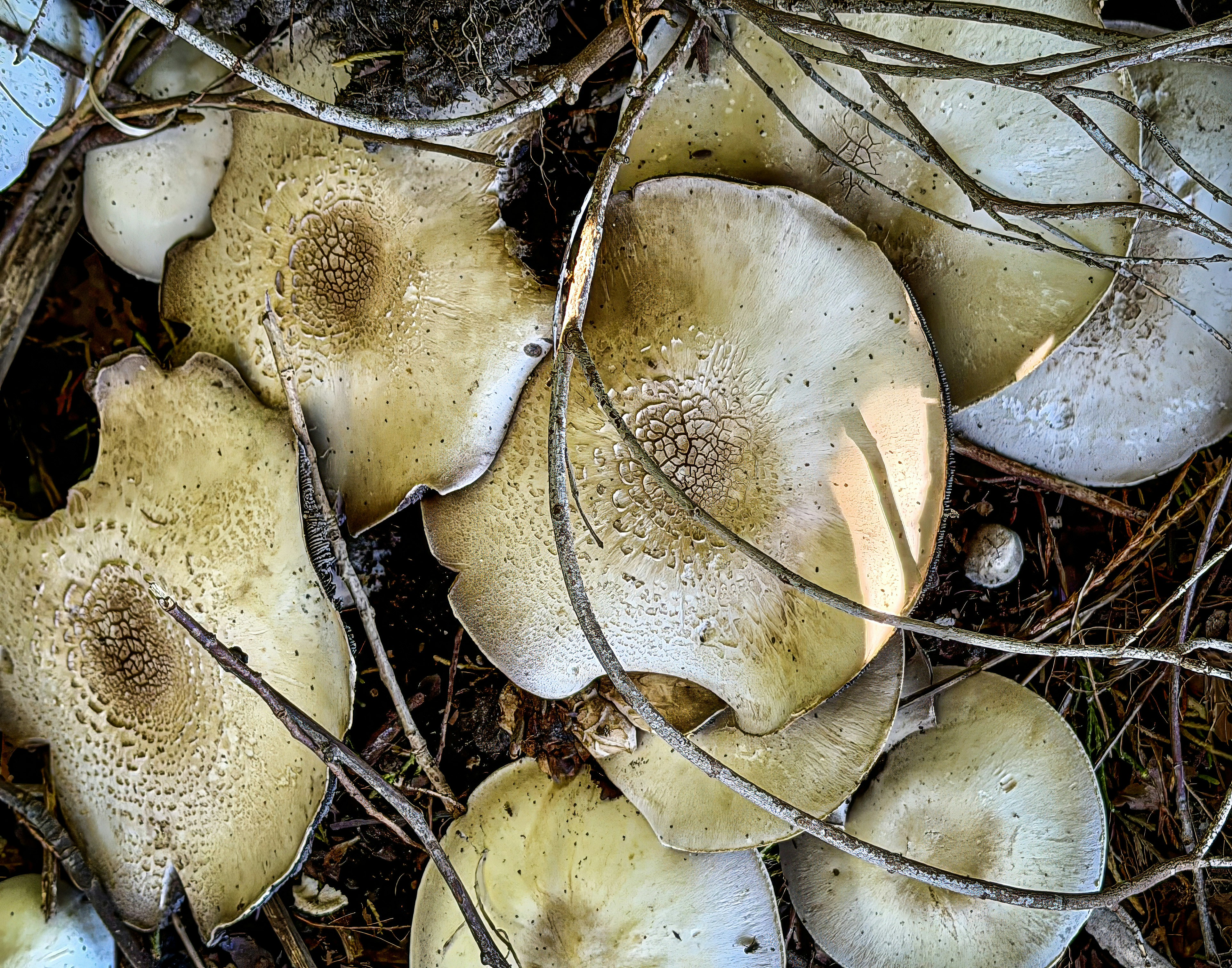Deserted Orchard Tumble: Beige Mushrooms Quietly Among Debris