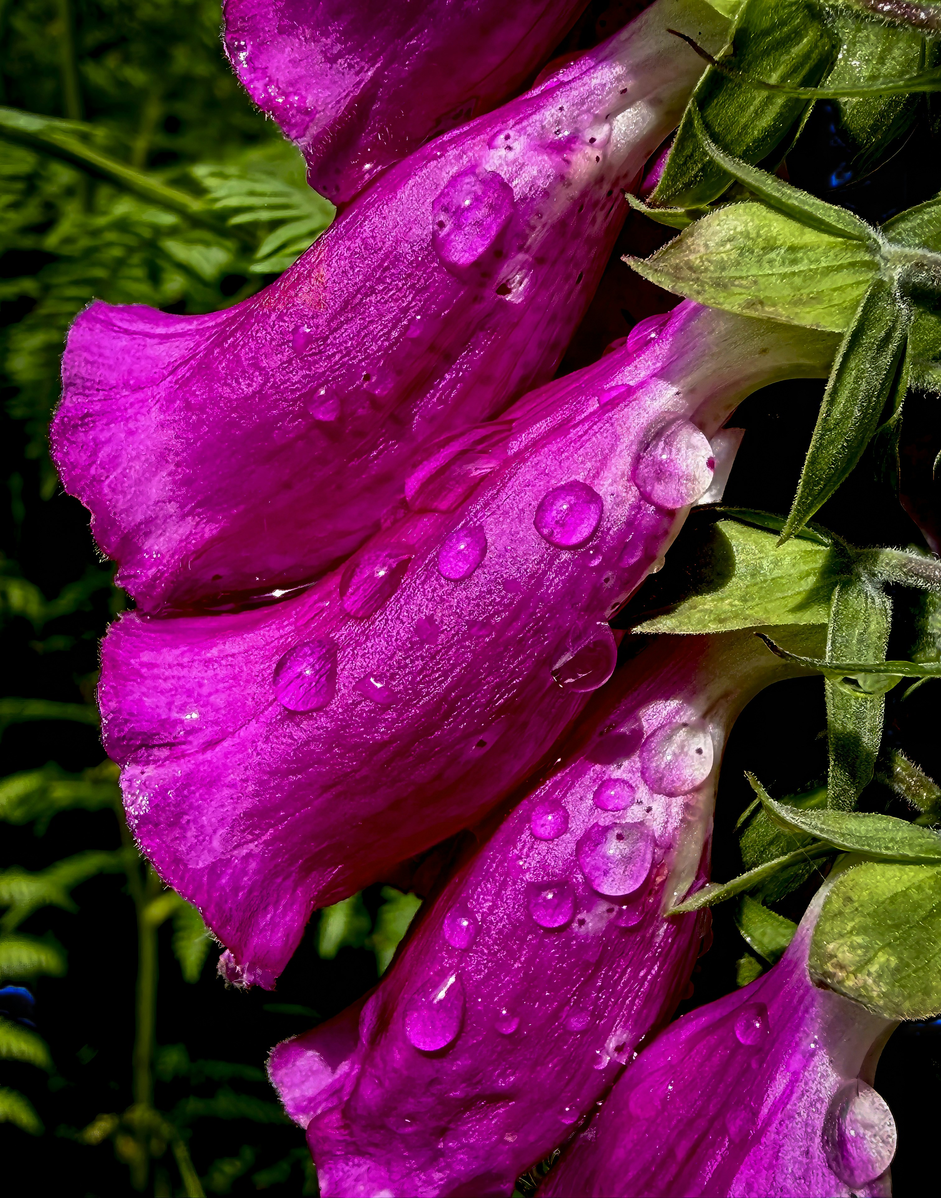 Magenta Petals with Dew: A Close-Up of Velvet Fragility