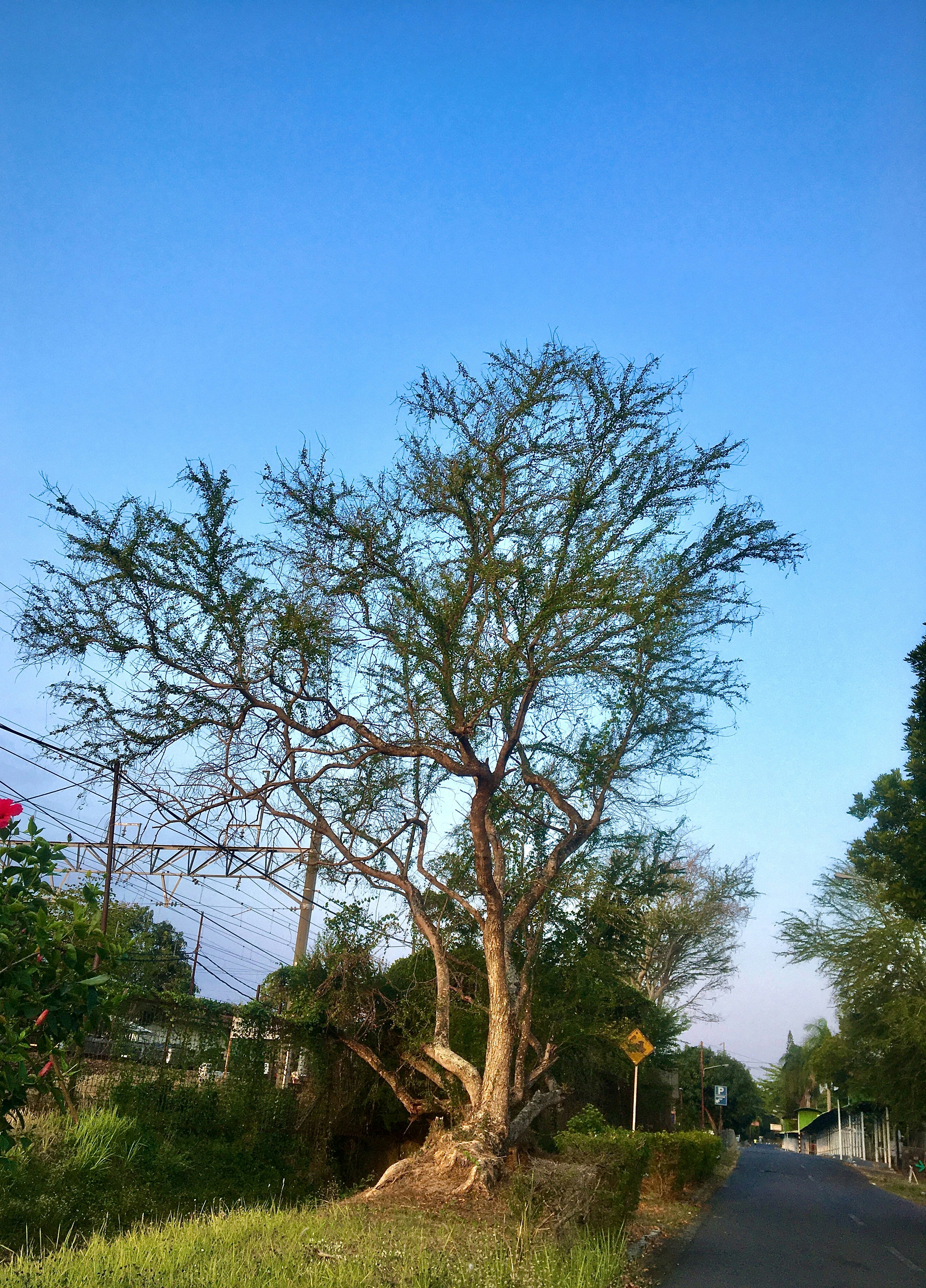 Lonely Guardian: A Gnarled Tree Watching Over a Quiet Road