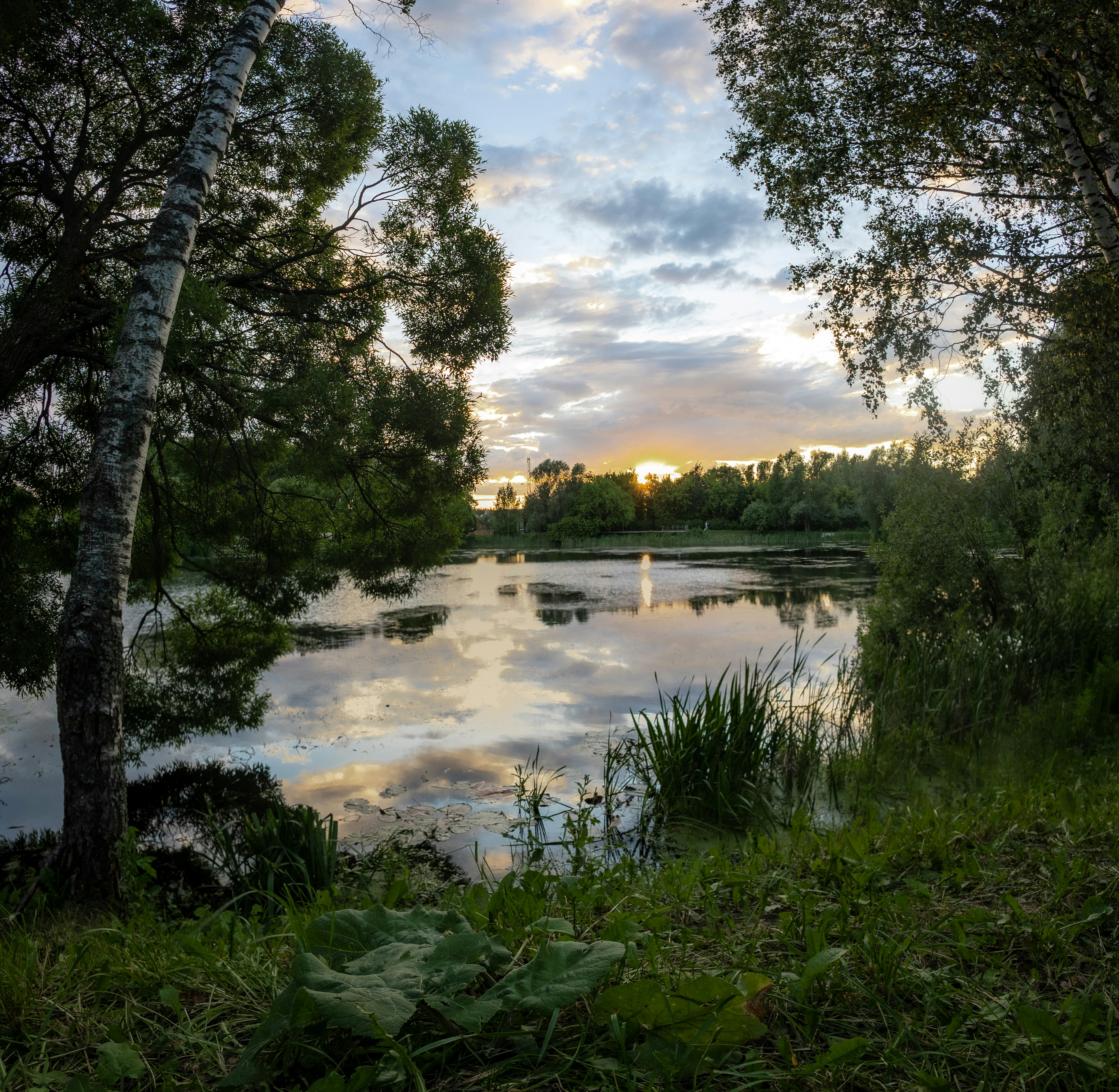 Sunlit riverbank at dusk framed by birches and reeds
