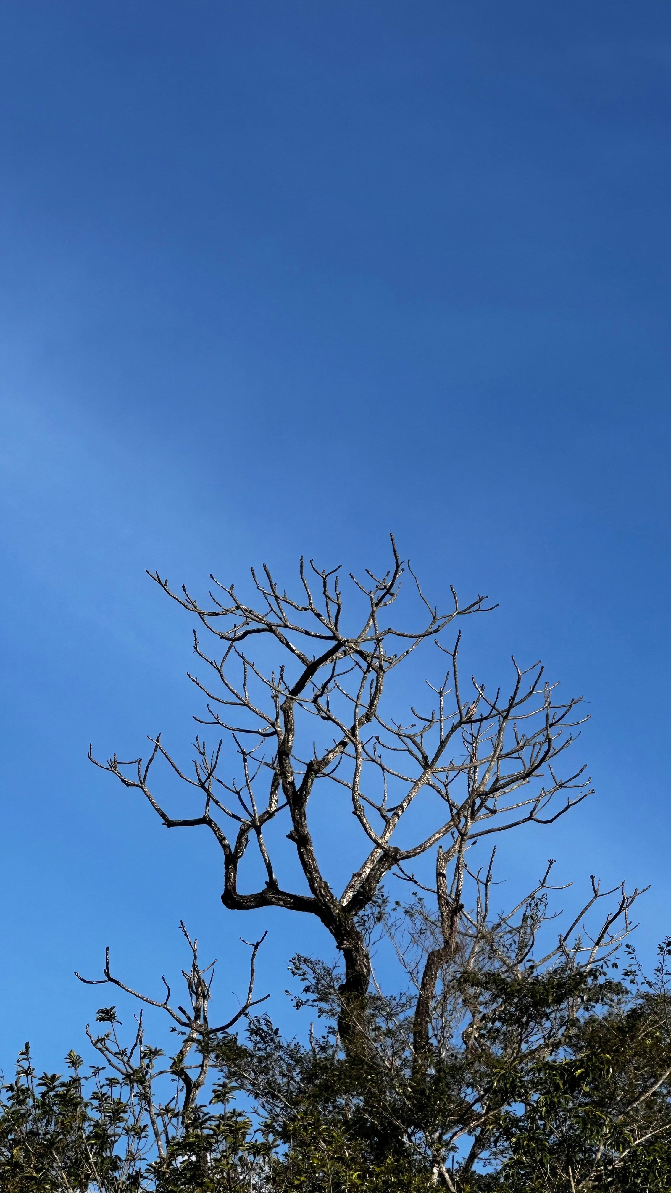 Bare tree branches extend upward against a vibrant blue sky, with lower foliage at the base. A minimal landscape emphasizing contrast between slender limbs and open air.