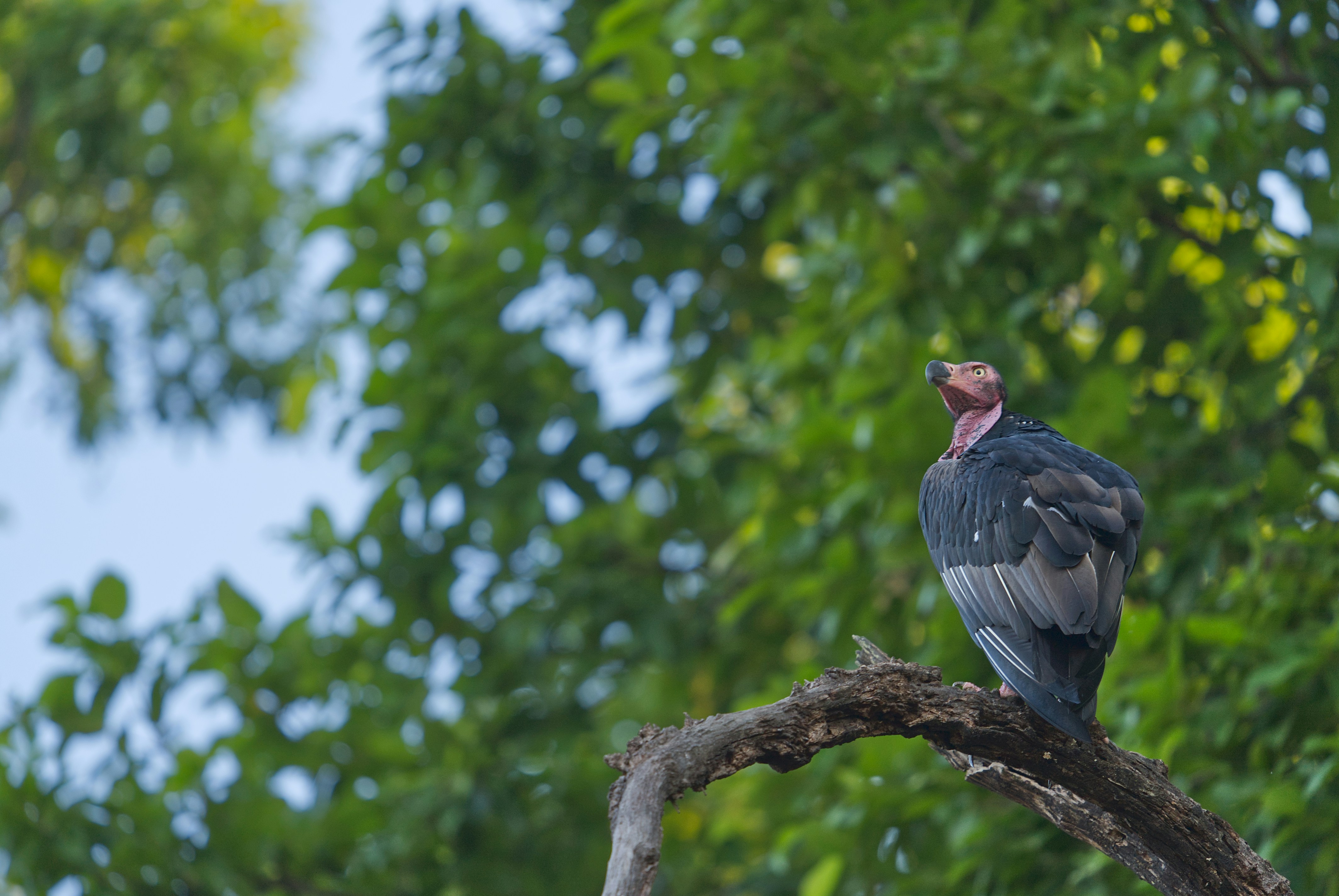 Perched on a weathered branch, a lone vulture scans the canopy