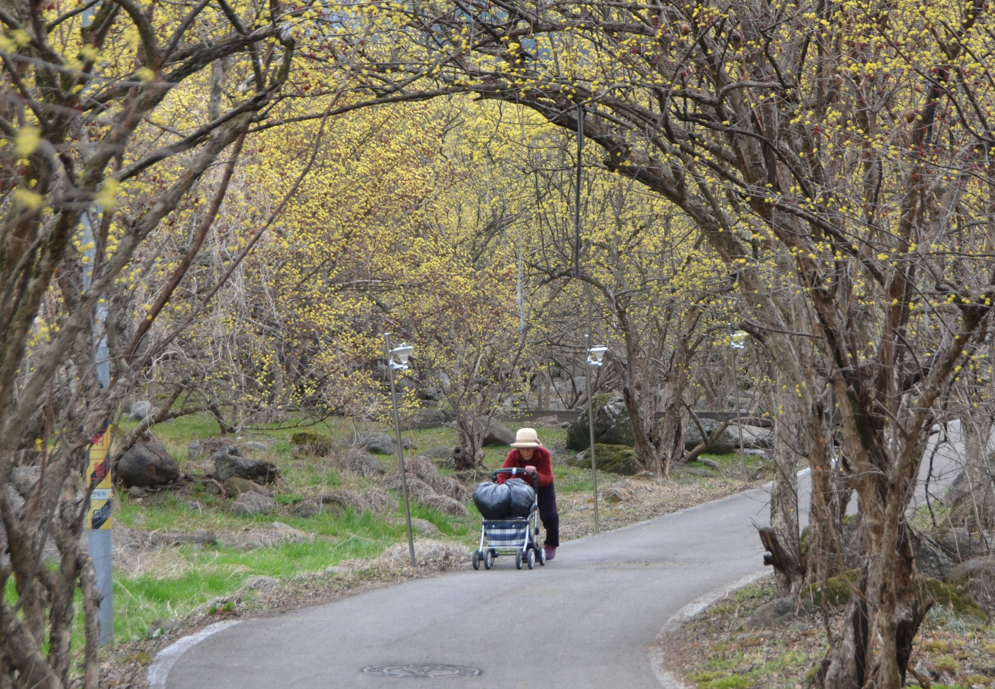 Stroll Through Spring Canopy: A Couple and Stroller on a Winding Path