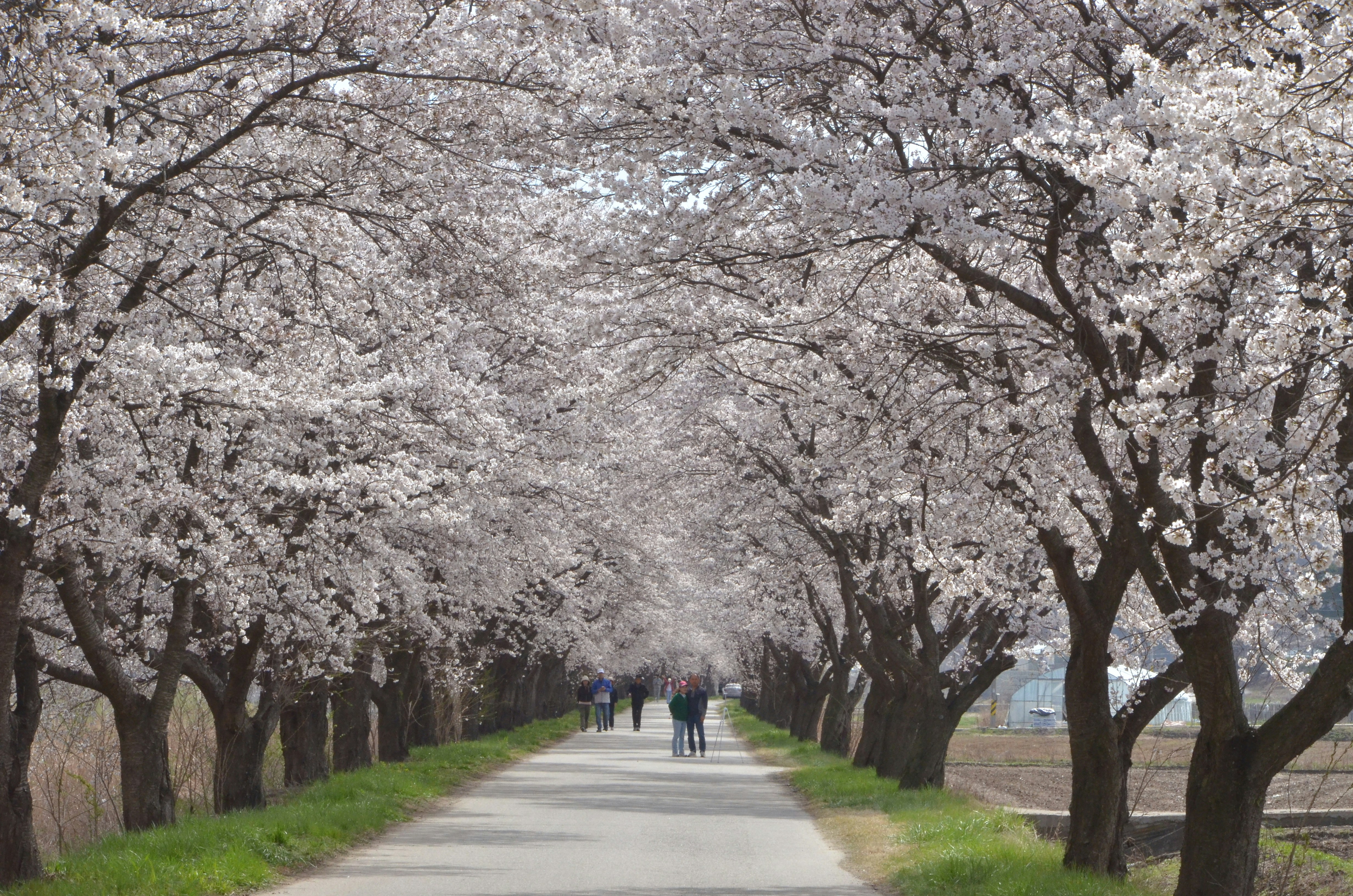 Cherry-Tree Avenue: A Quiet Walk Beneath Blossoming Arches