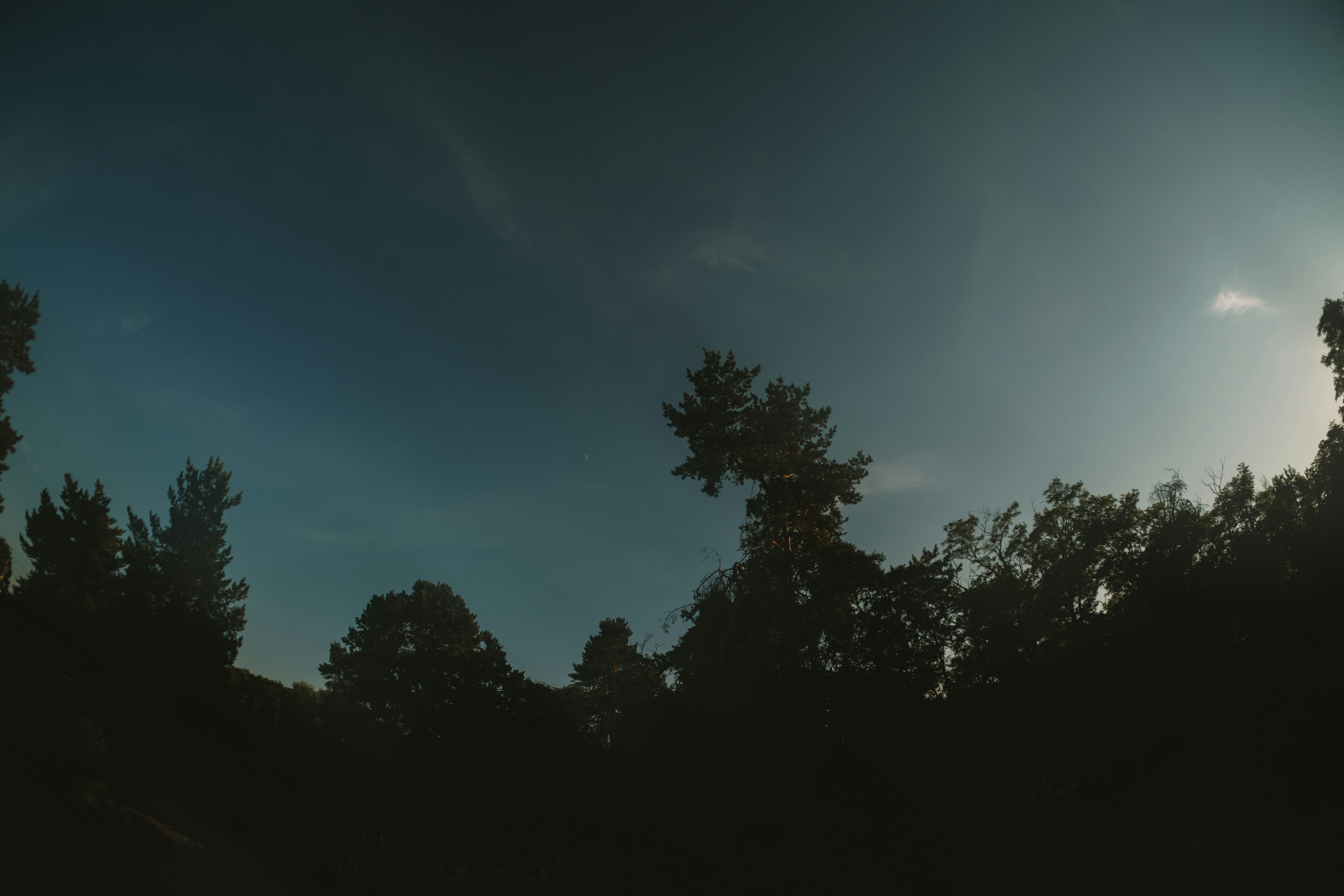 Twilight Edge: Silhouetted Pines under a Diminished Sky