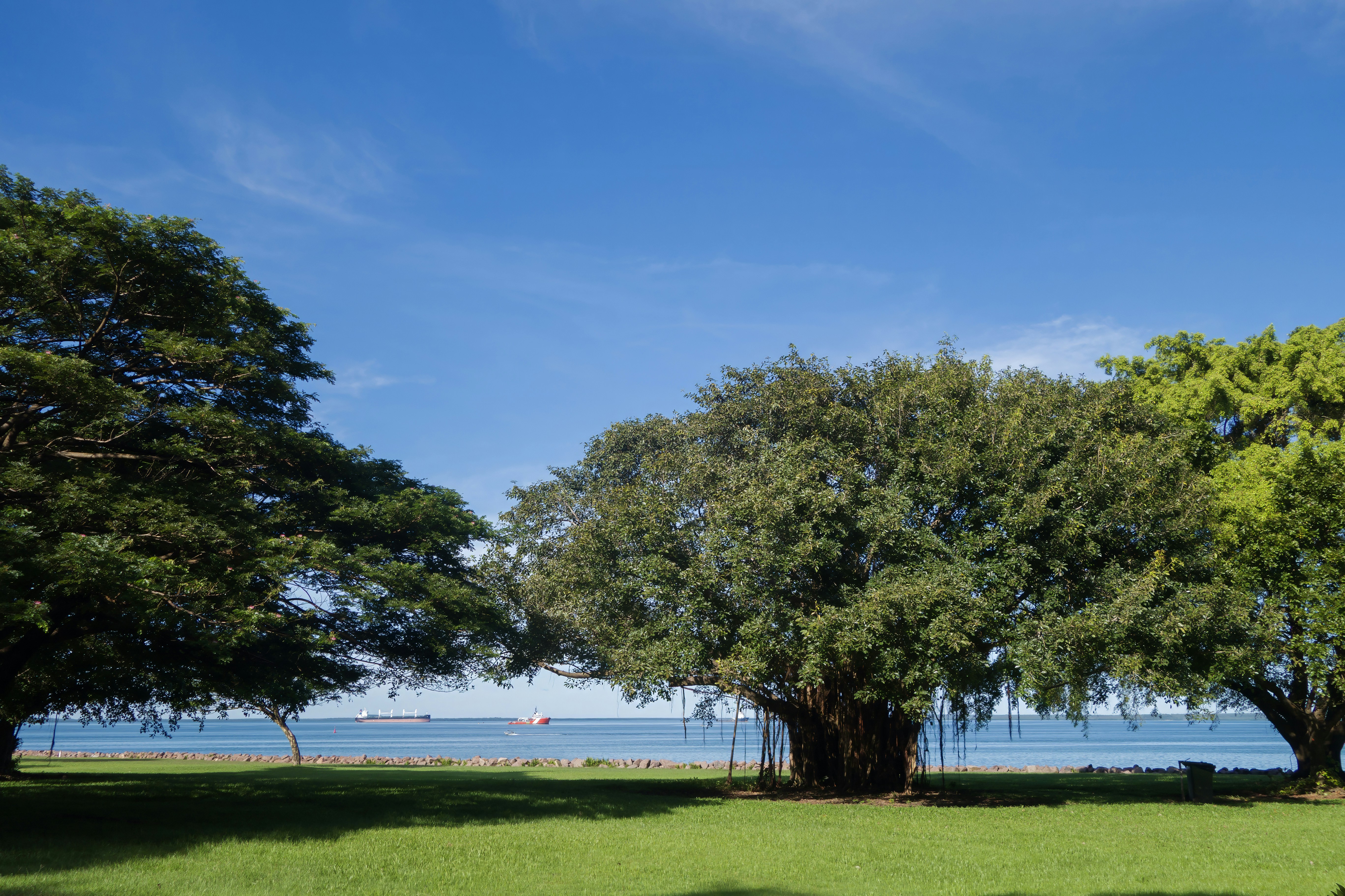 Lone Shade Tree Framing a Waterfront Lawn