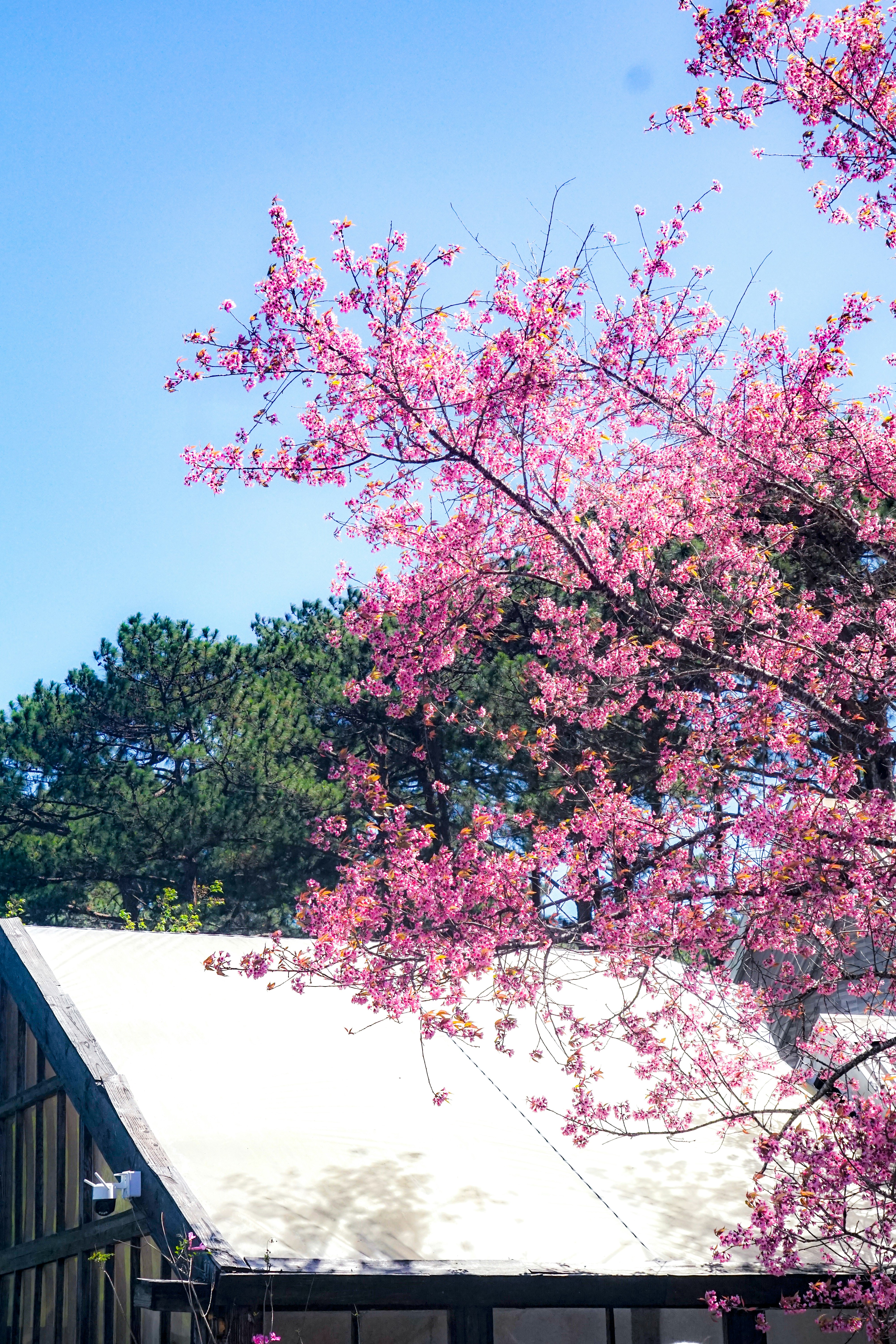 Blossoms Against a Bright Sky