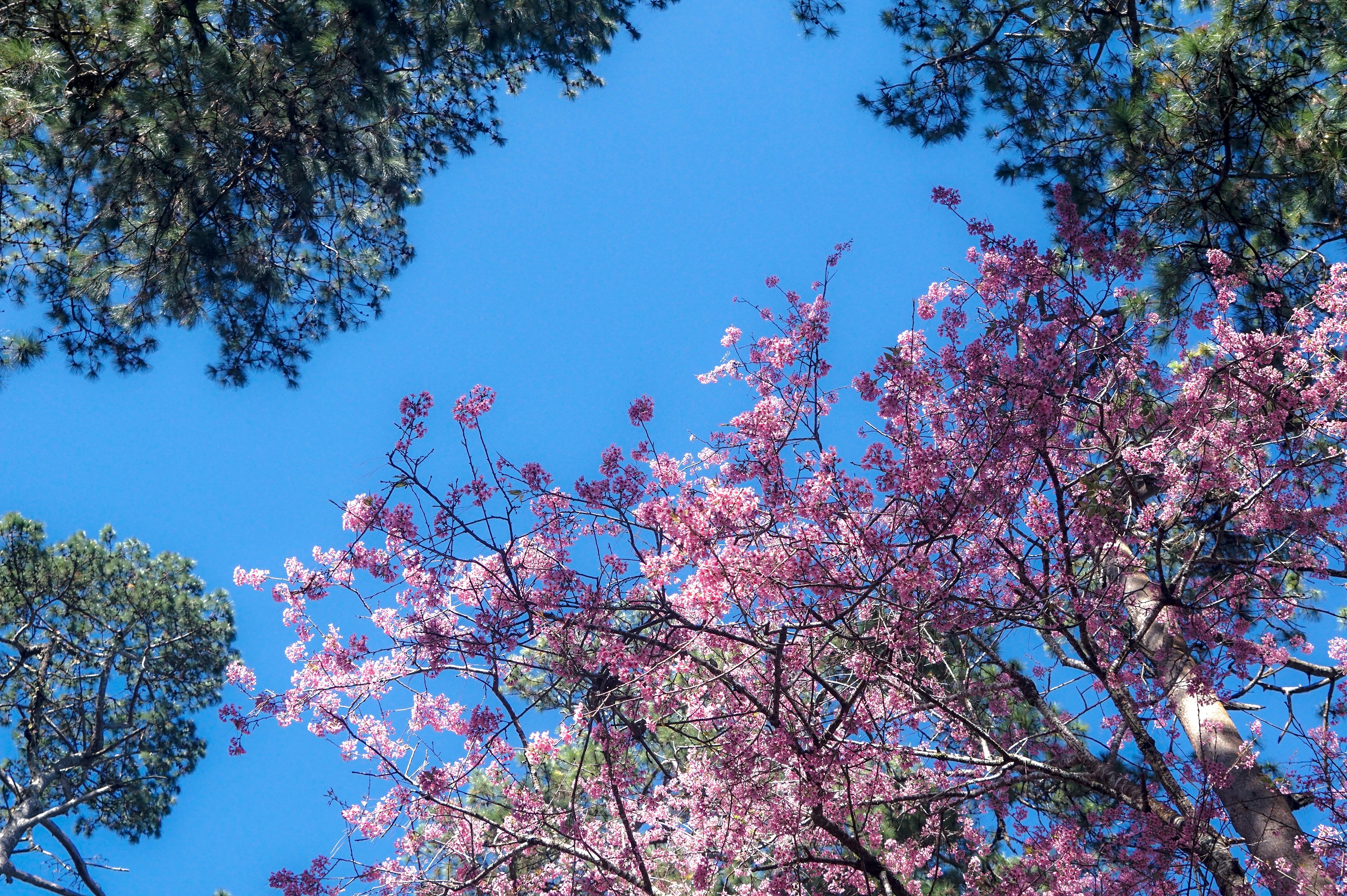Cherry blossoms frame the cobalt sky in a sunlit canopy
